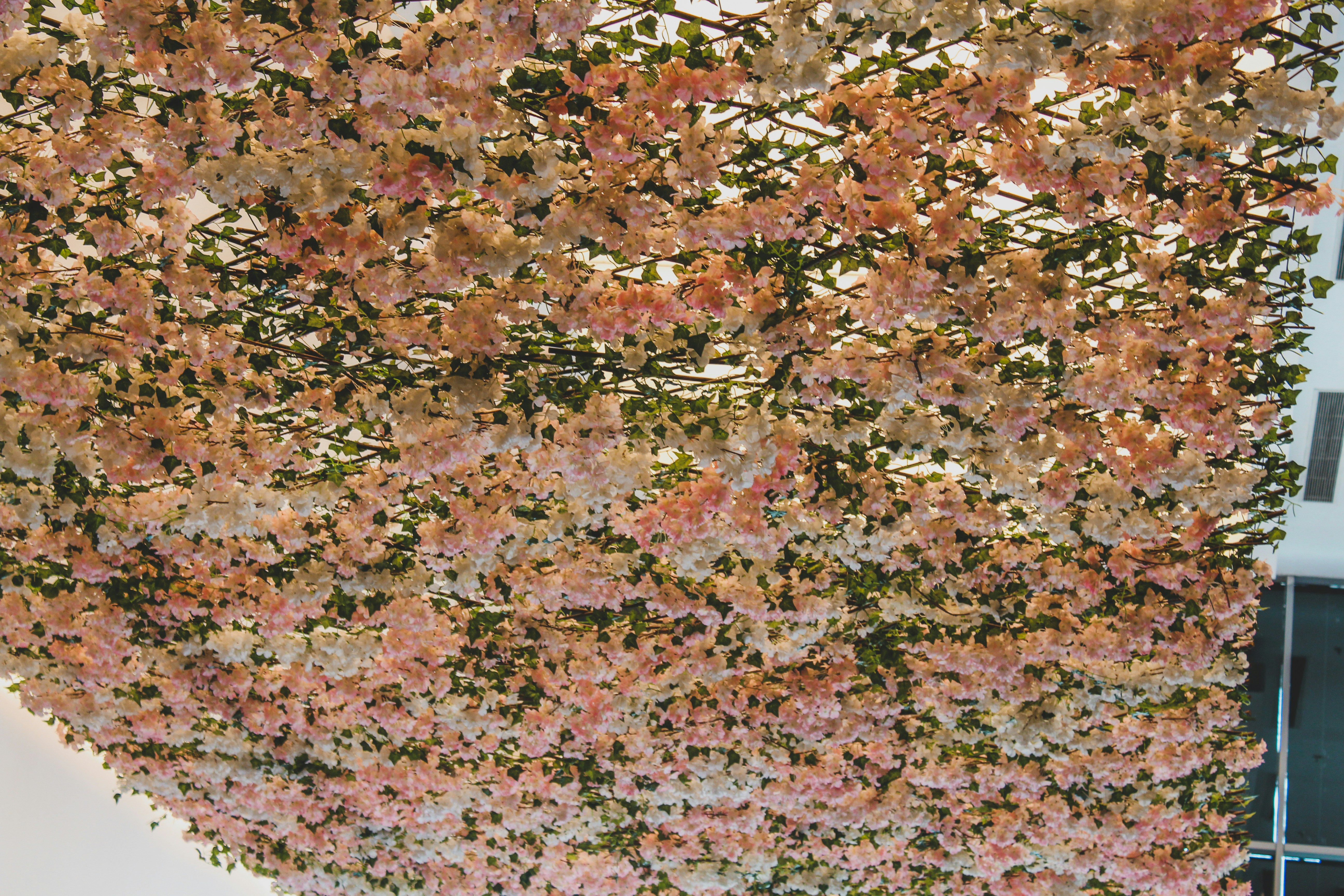 a tree with red leaves