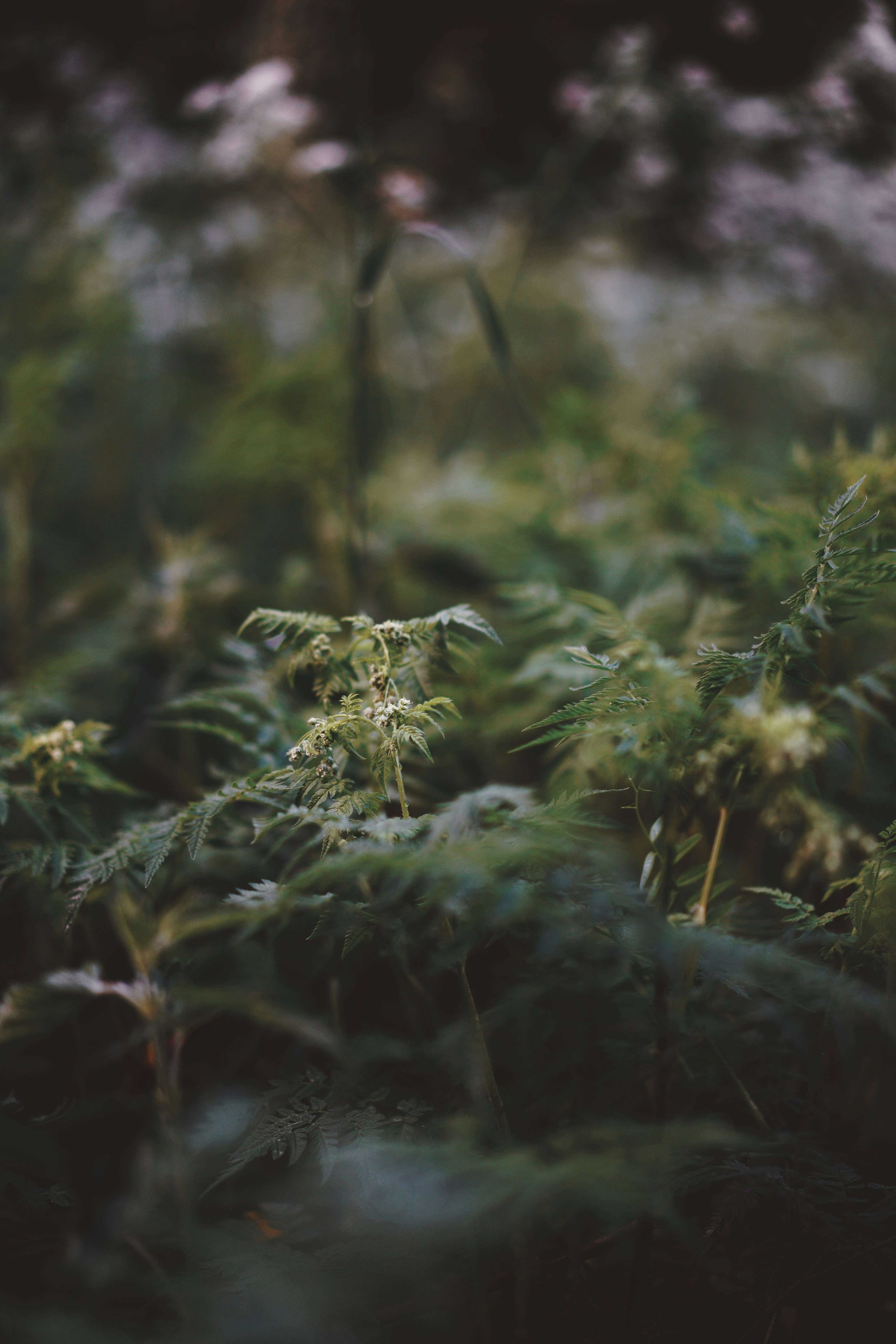 Photo by Adrian Swancar with Sony Alpha 7 III