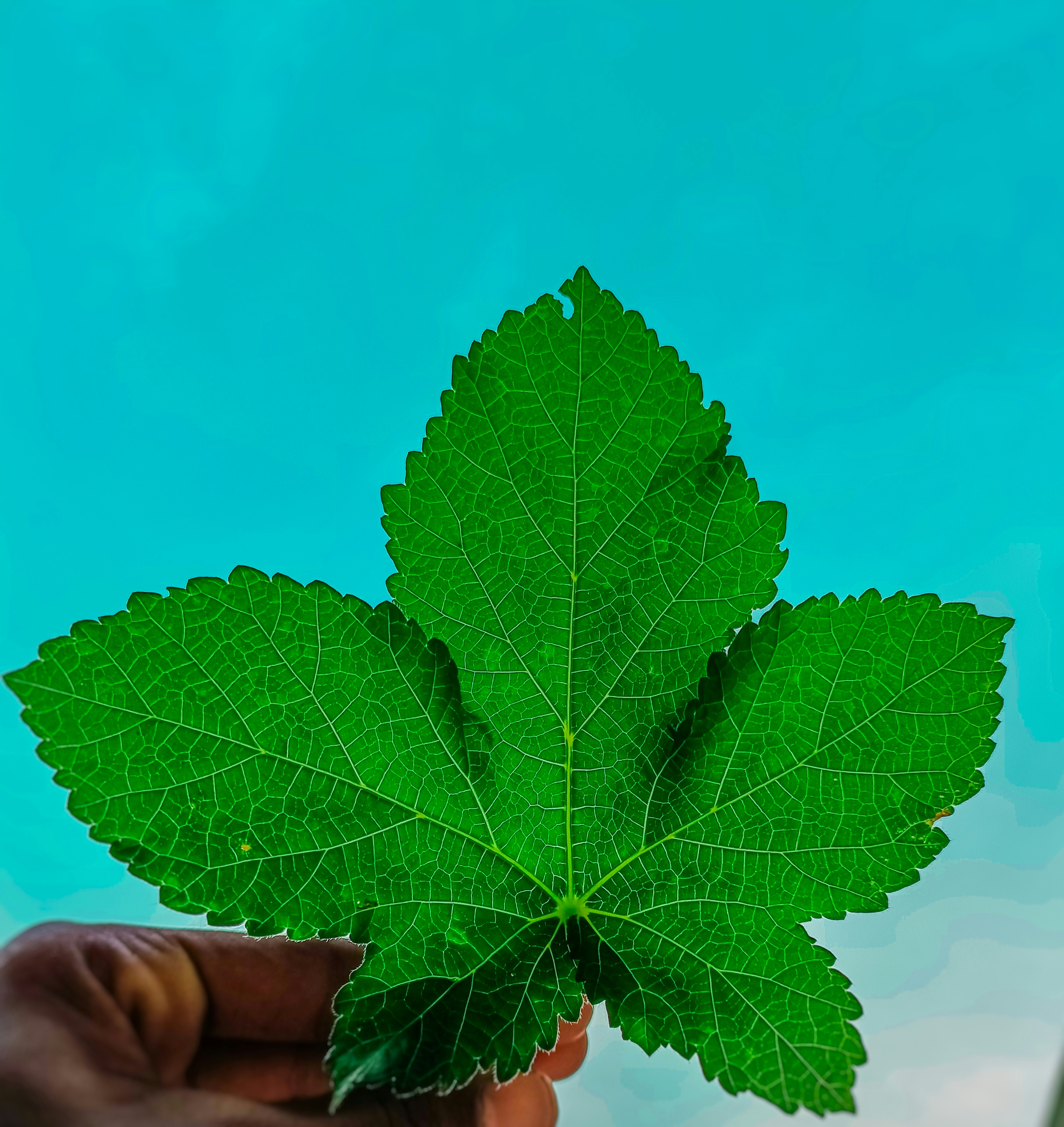 Verdant Leaf on a Turquoise Canvas