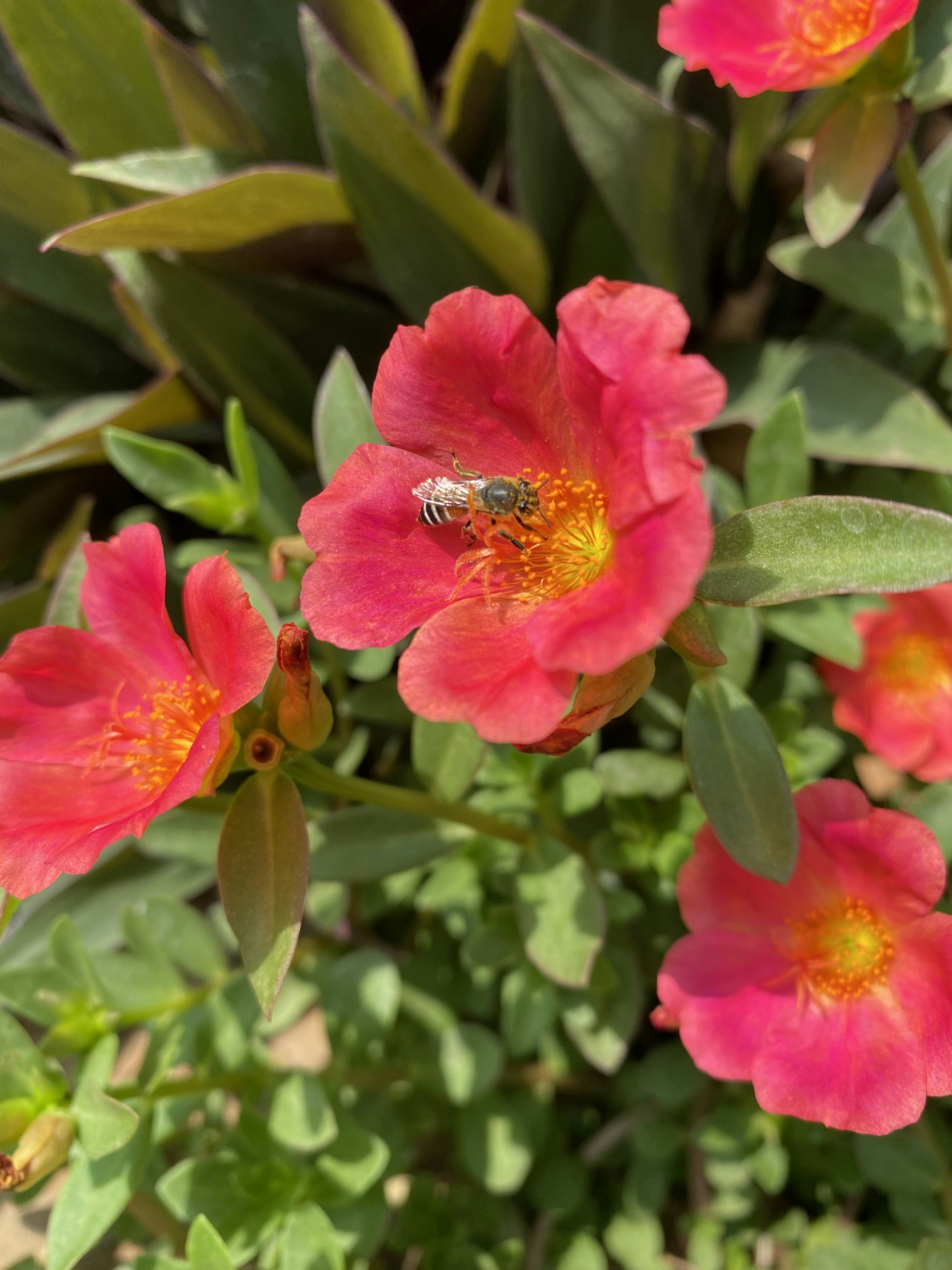A bee on a flower photo – Free Color gradients Image on Unsplash