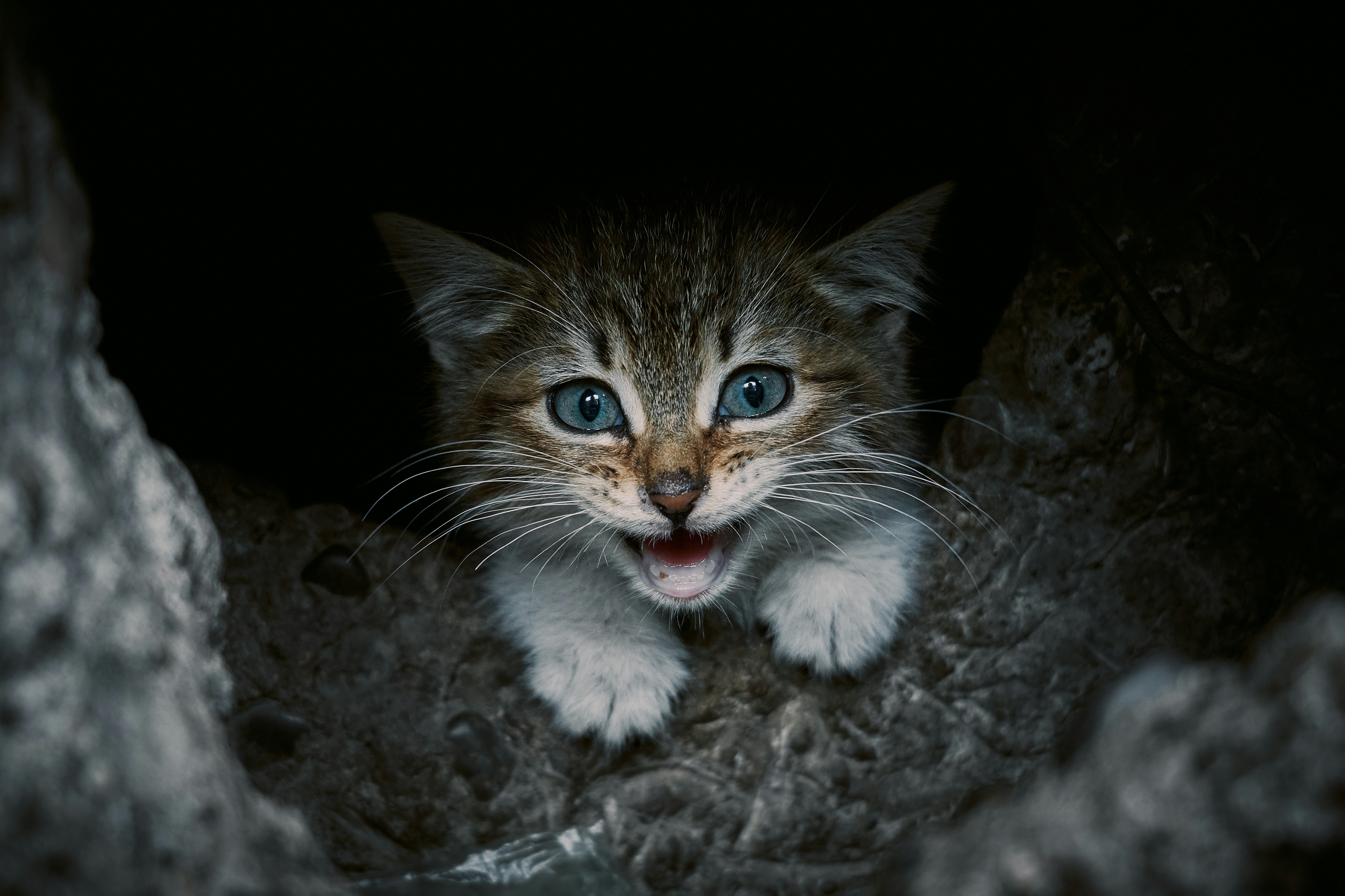a kitten on a rock