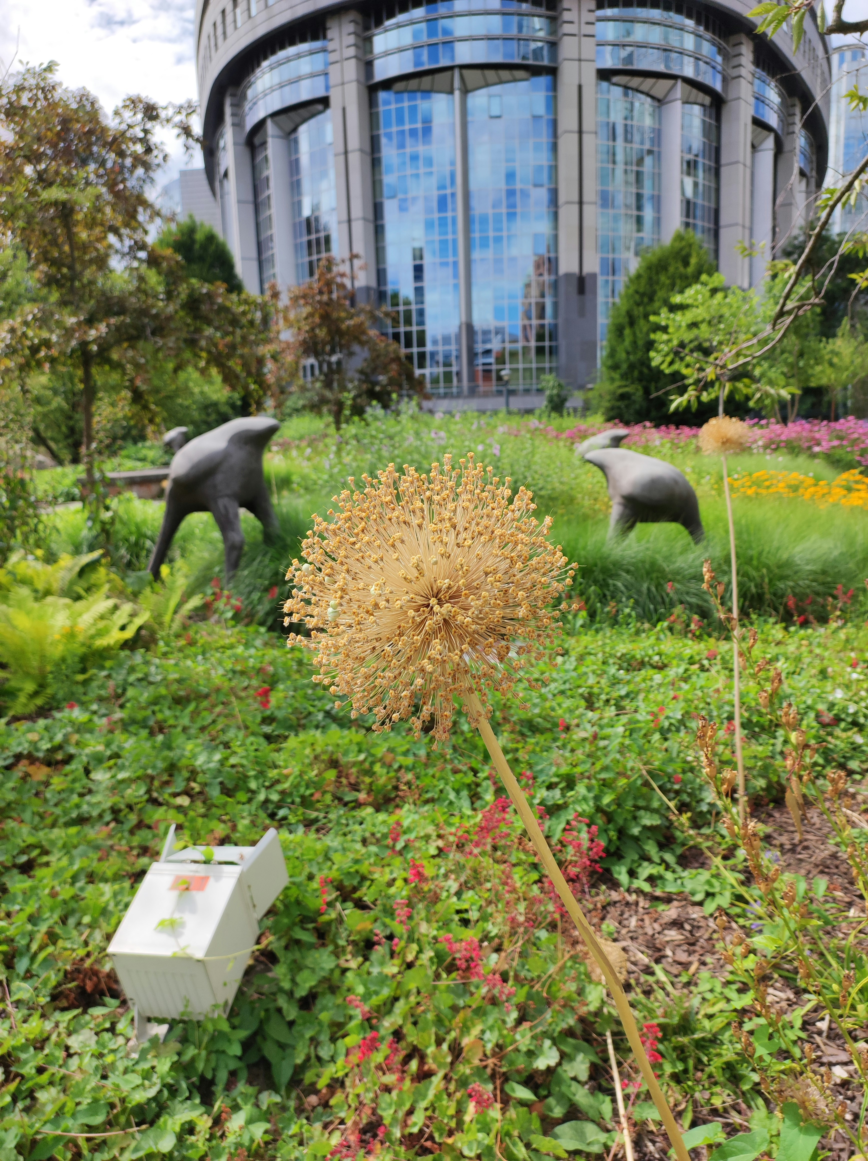 Close-up of a dried spherical seed head in a manicured garden, with modern glass-clad building and sculptures in the background.