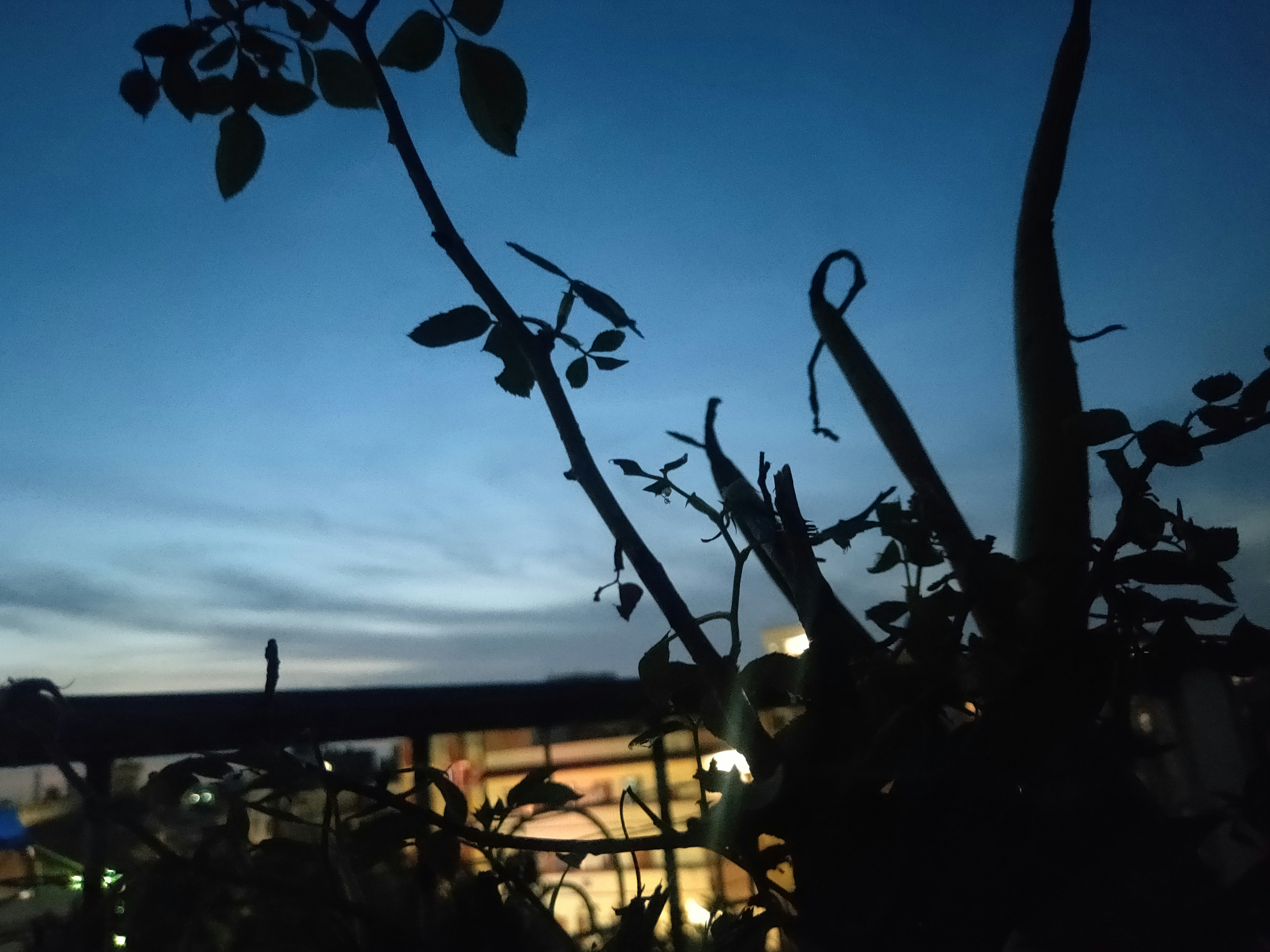 Silhouetted plant branches against a twilight sky, with urban lights softly glowing in the background.