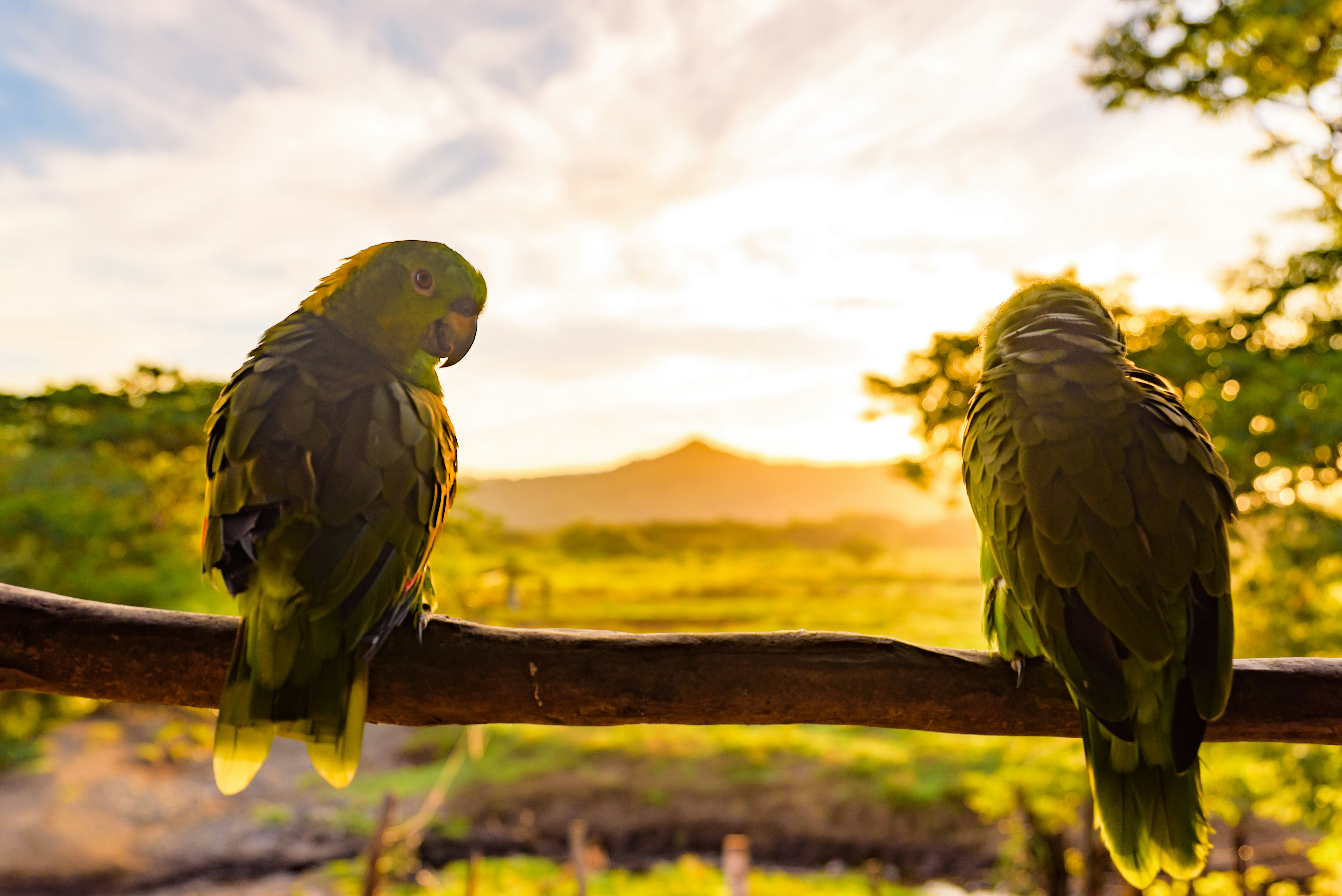 Golden Hour Duo: Green Macaws on a Weathered Branch