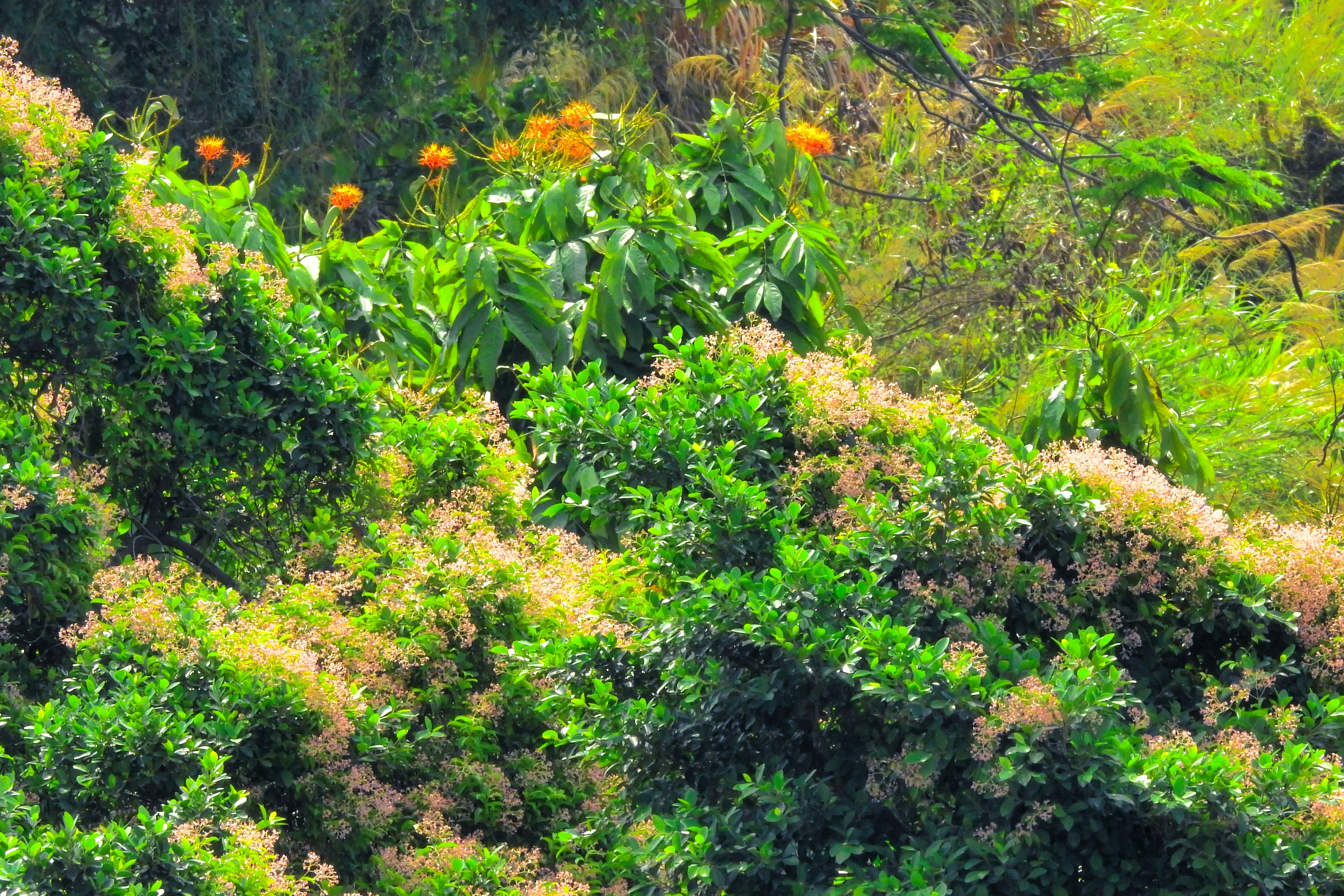 Sunlit shrub tapestry with bursts of orange blooms
