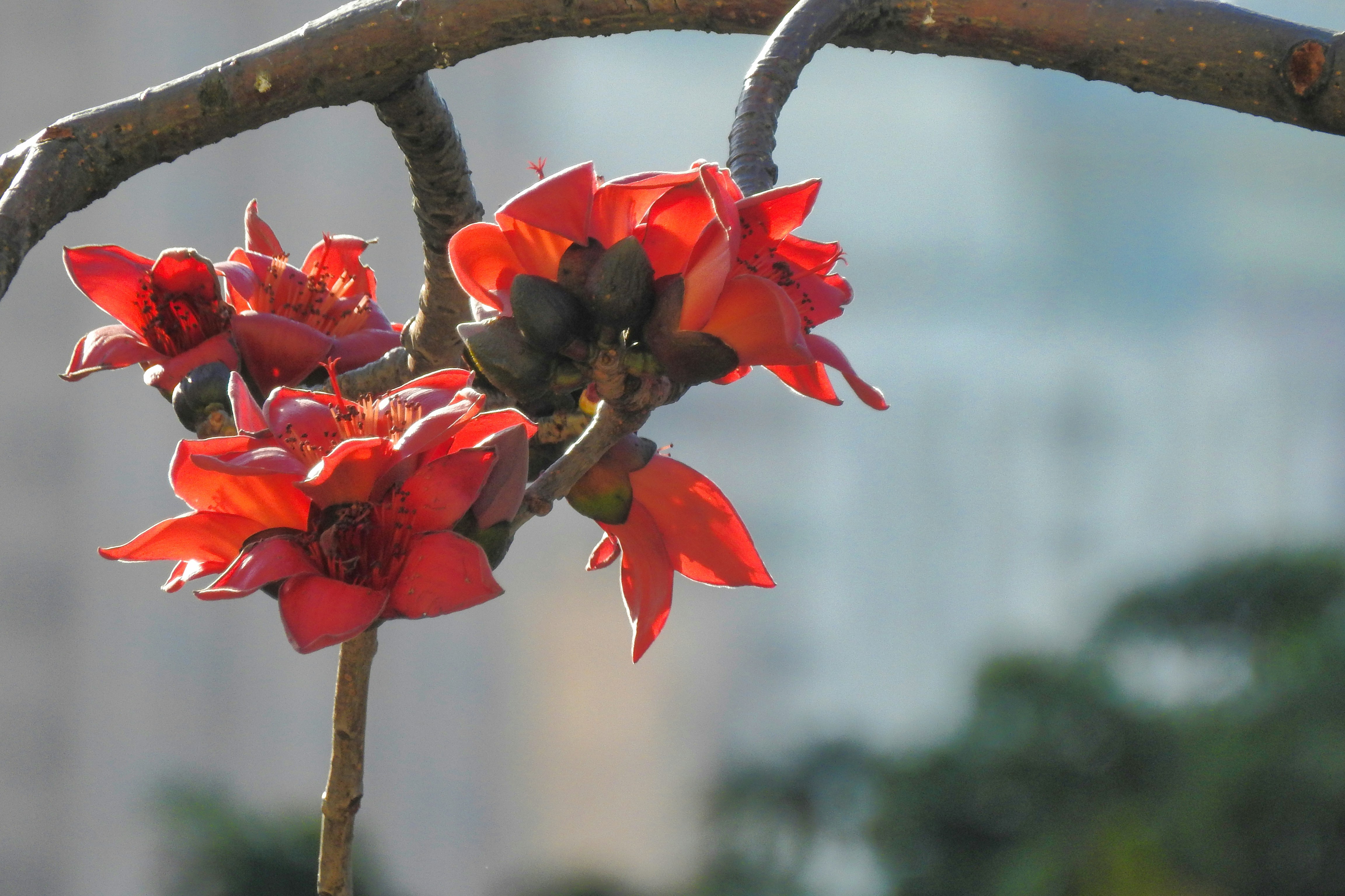 Crimson Blossom Cluster on a Weathered Branch with Soft City Blur