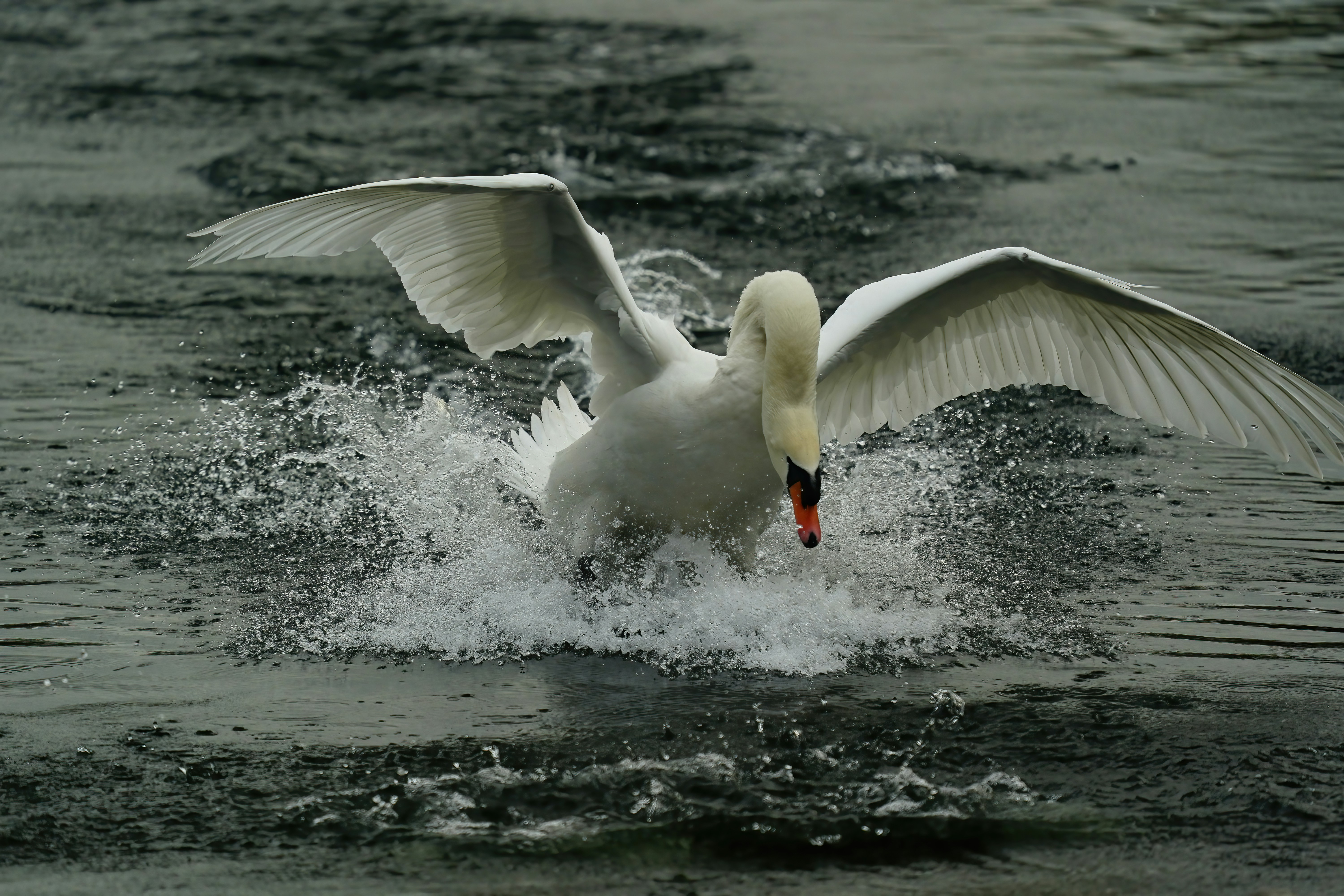 A swan gracefully splashes through the water, wings fully extended, showcasing its natural beauty and agility.