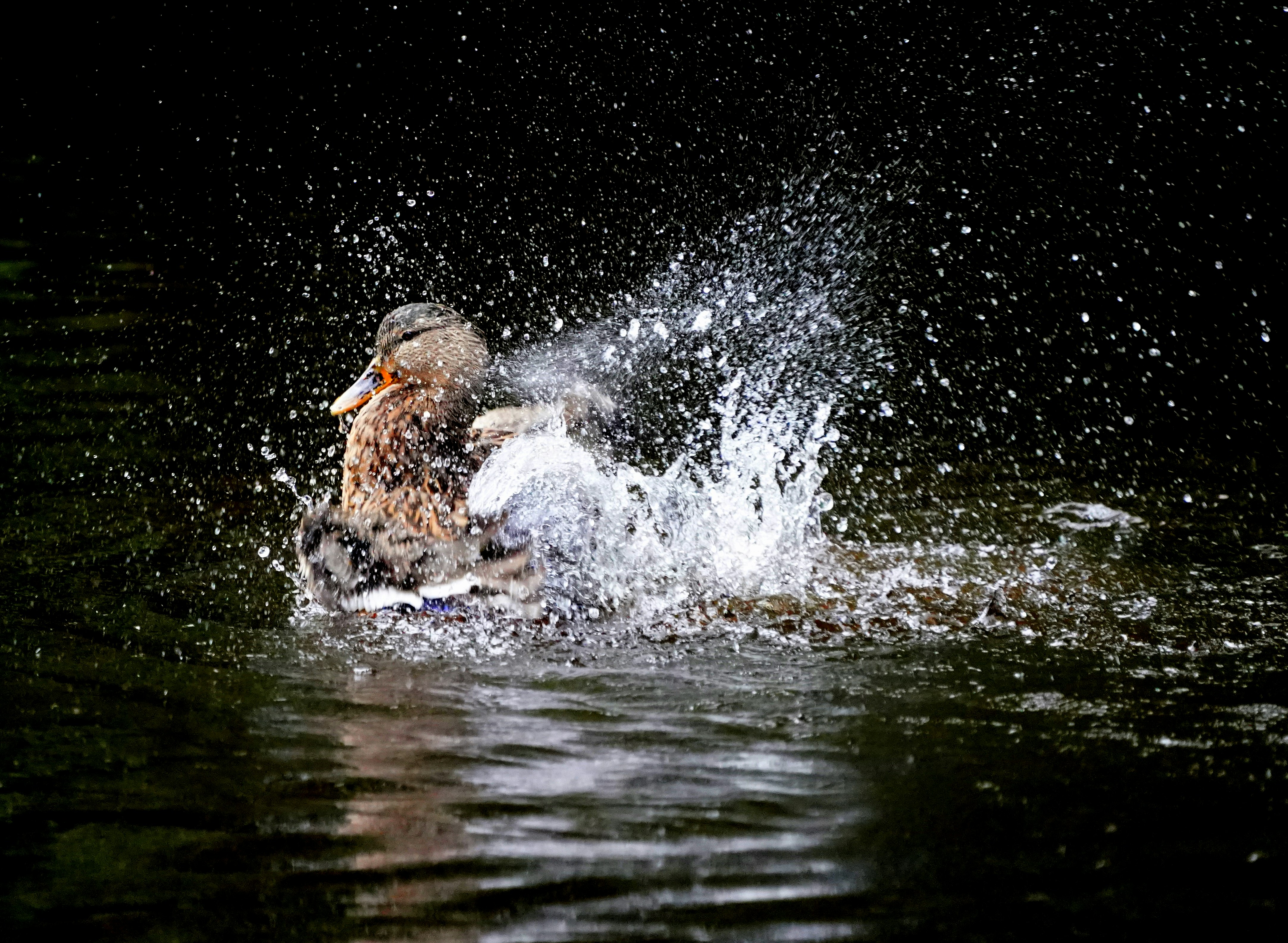 A duck energetically splashing in the water, sending droplets flying against a dark backdrop.