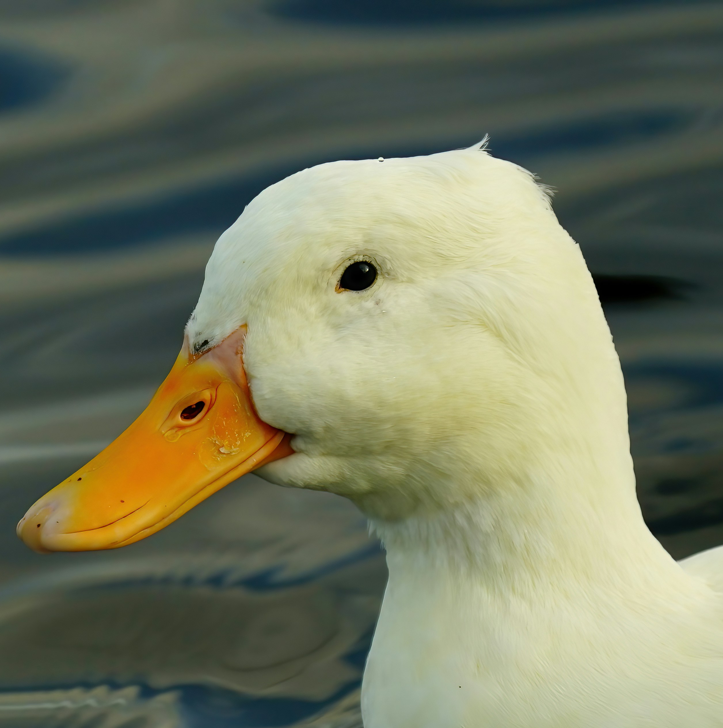 Foto Un pato blanco con un pico amarillo – Imagen Marrón gratis en Unsplash