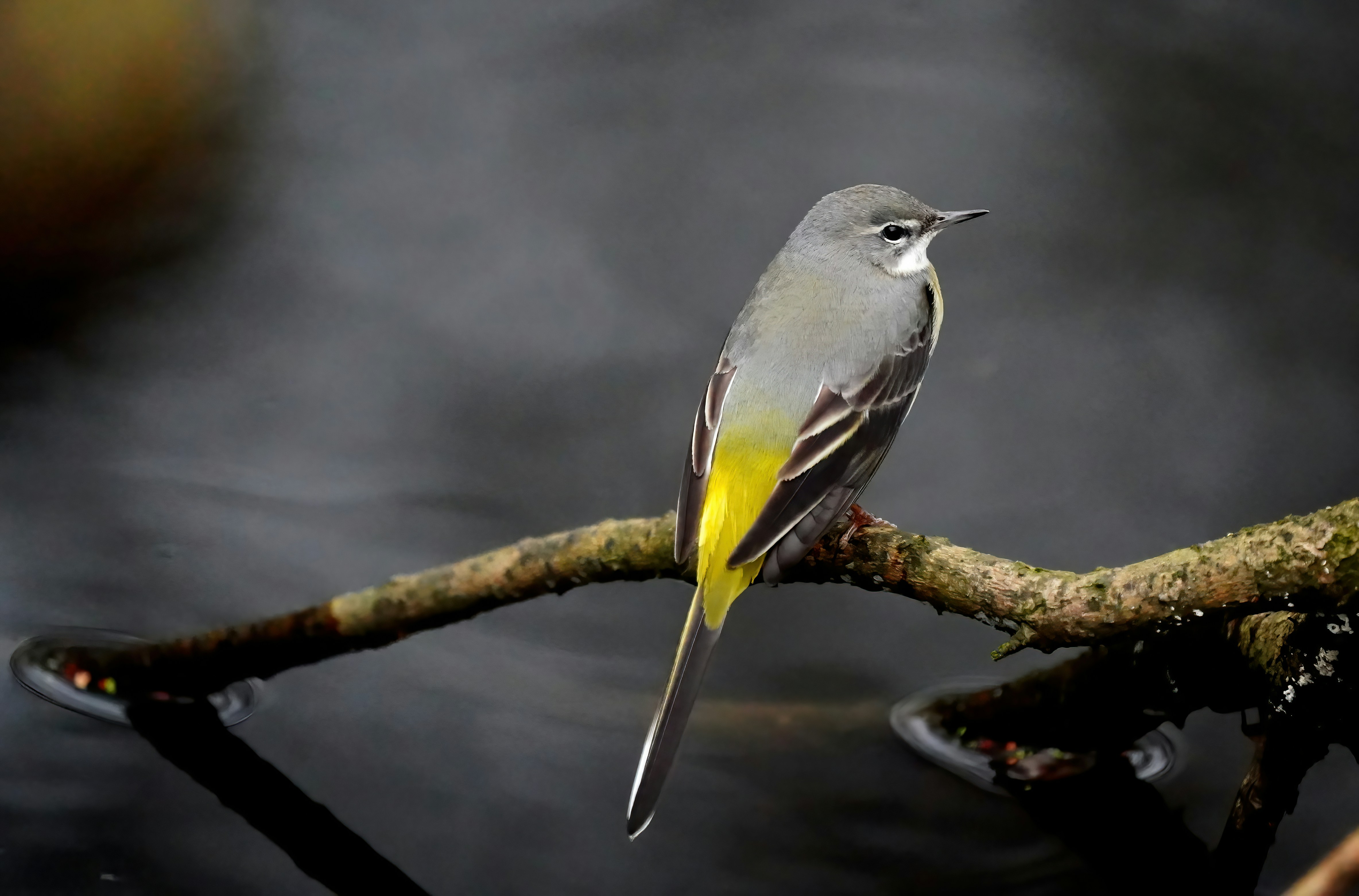 Yellow-bellied Warbler on a Mossy Branch Over a Quiet Pool