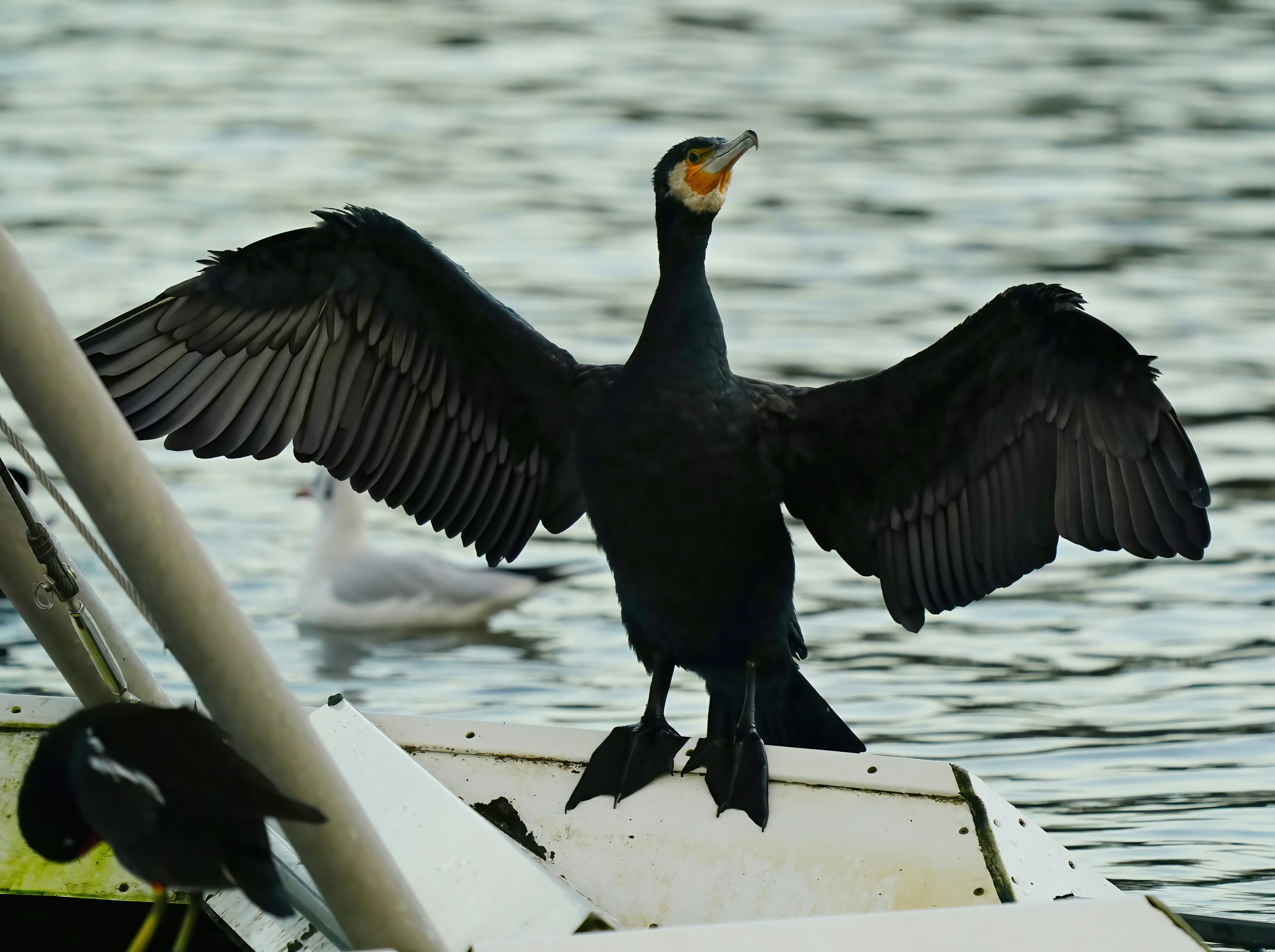 A couple of birds on a boat photo – Free Black Image on Unsplash