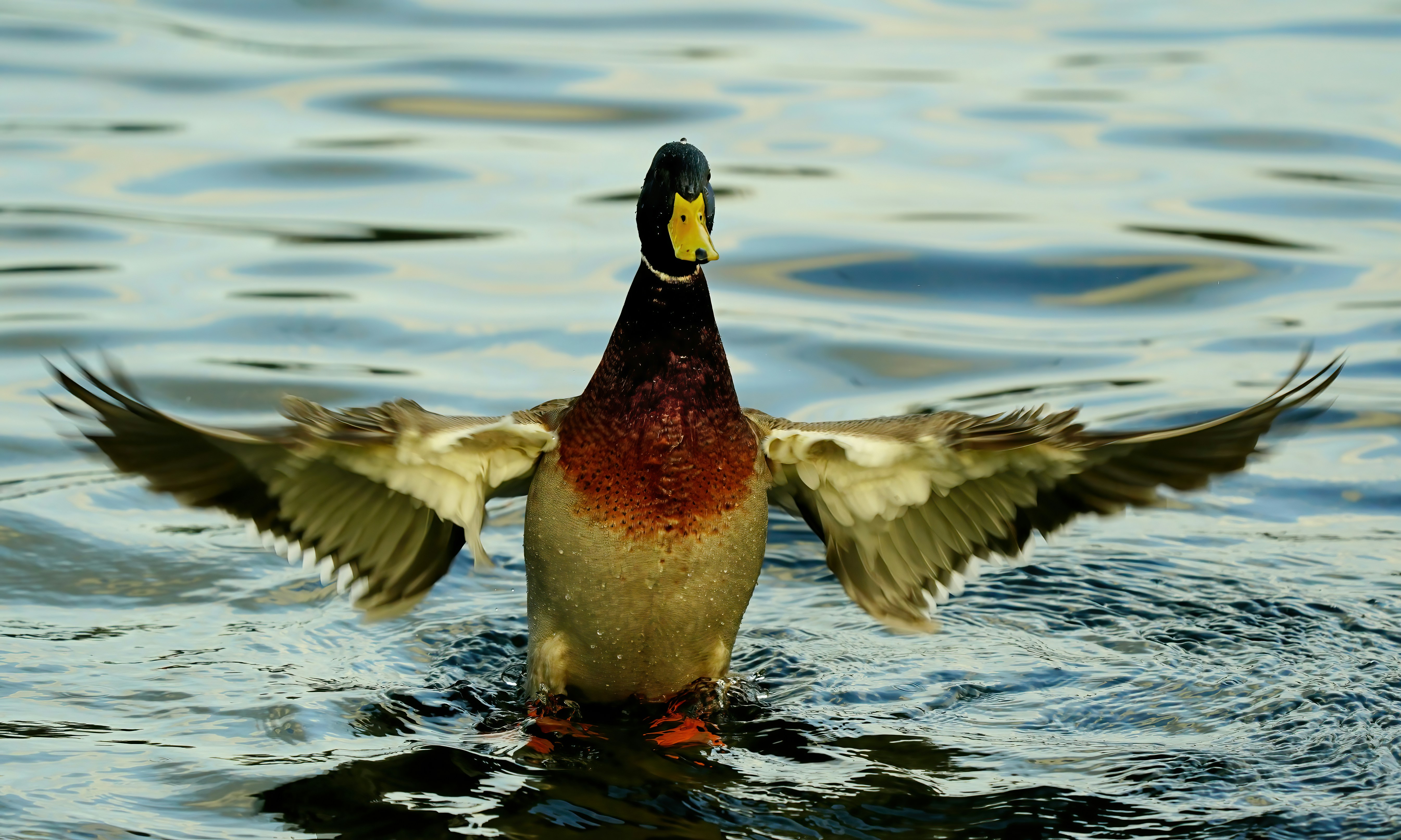 A duck swimming in water photo – Free Animal Image on Unsplash