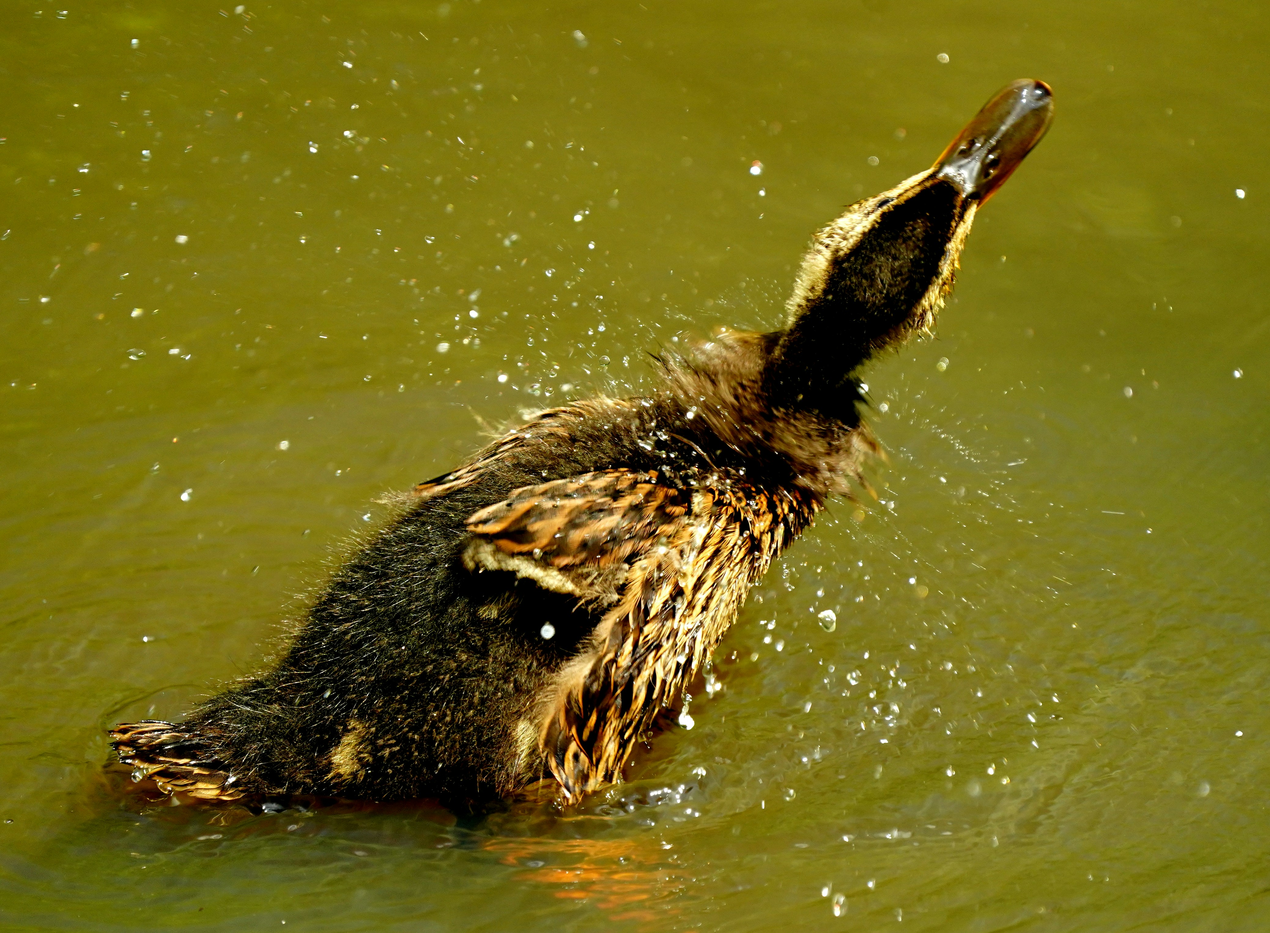 an animal in the water