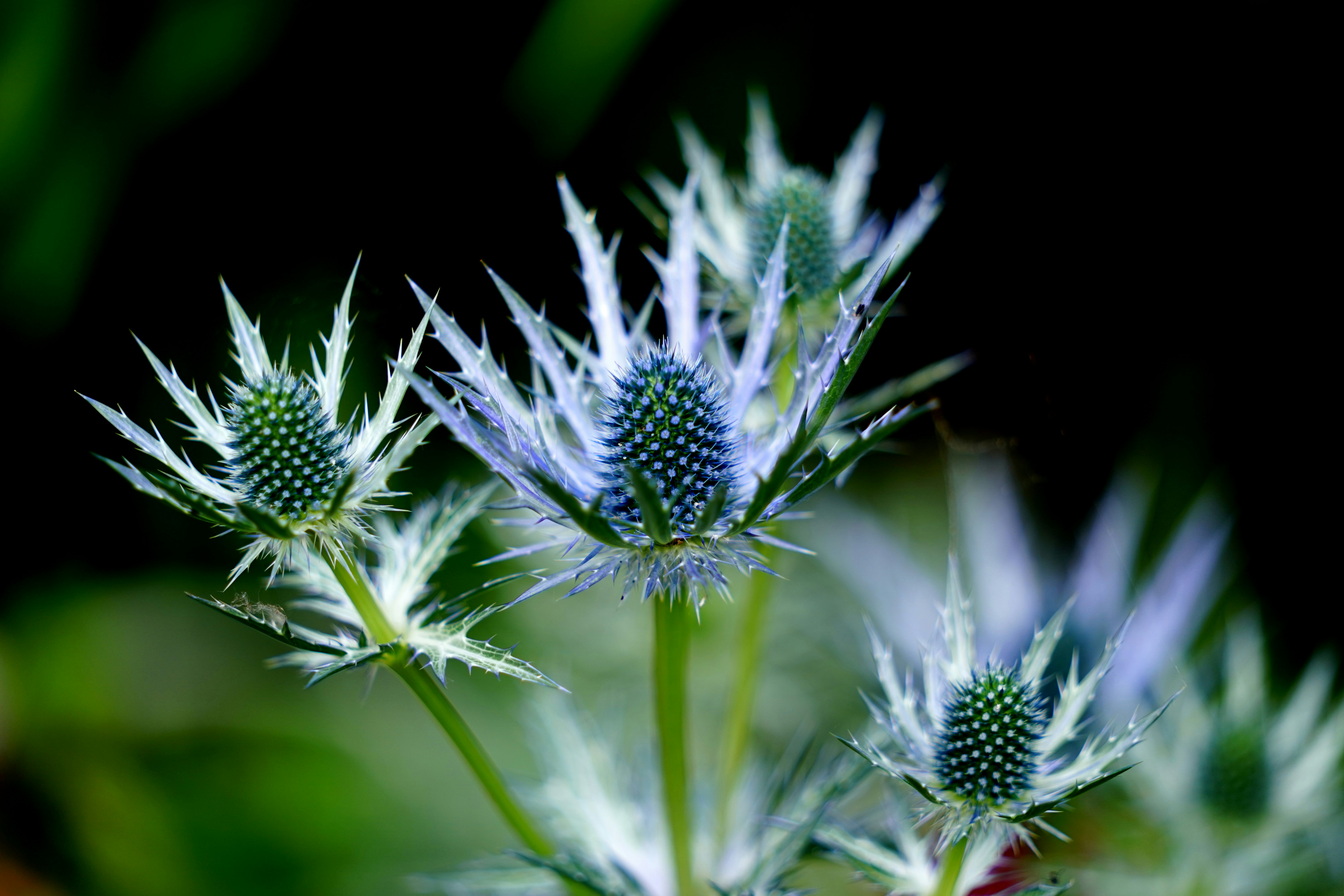 Blue Crowned Thistle: A Macro Portrait of Spines in Velvet Light