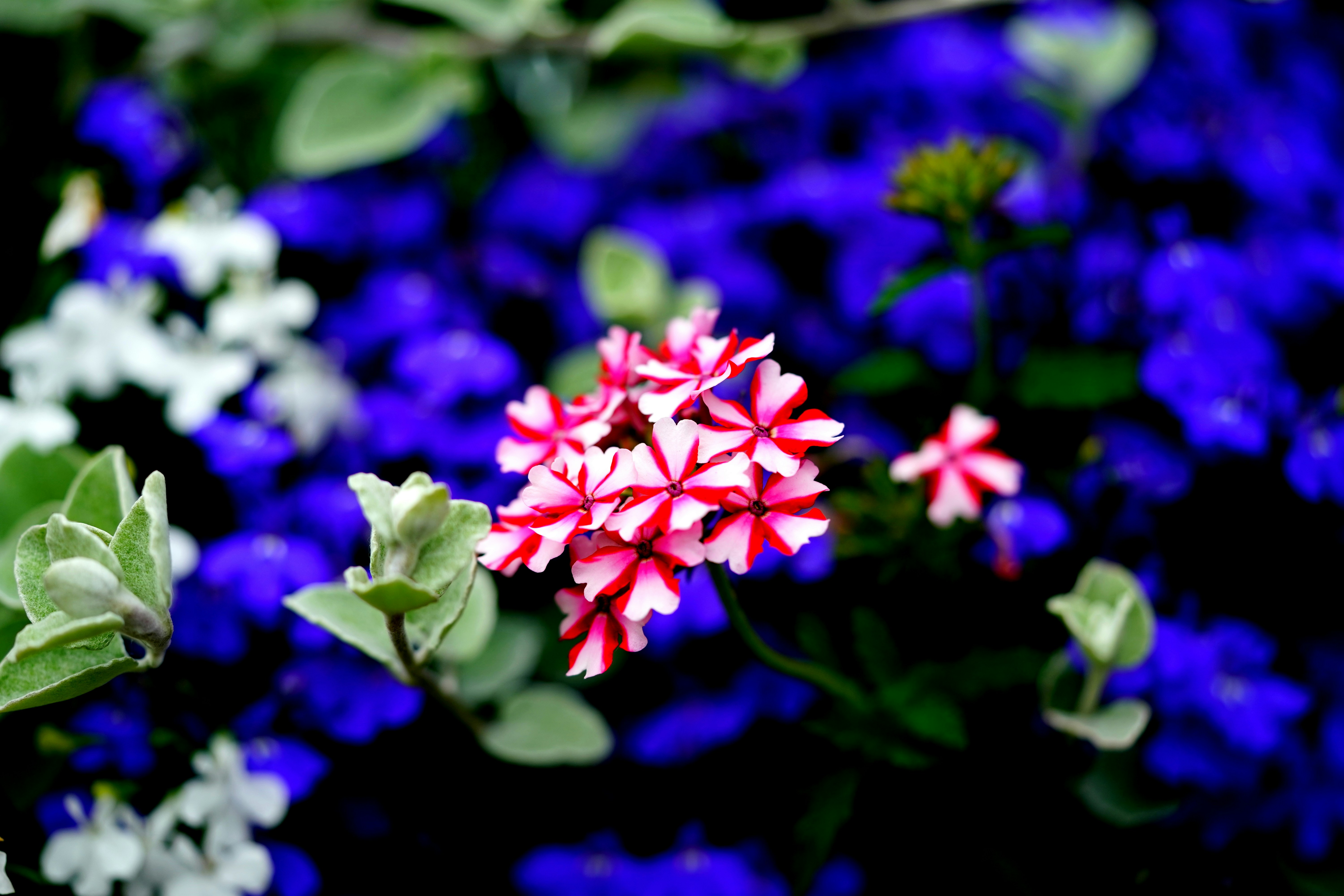 Red-and-White Pentapetal Bloom Centered Among Violet Petals