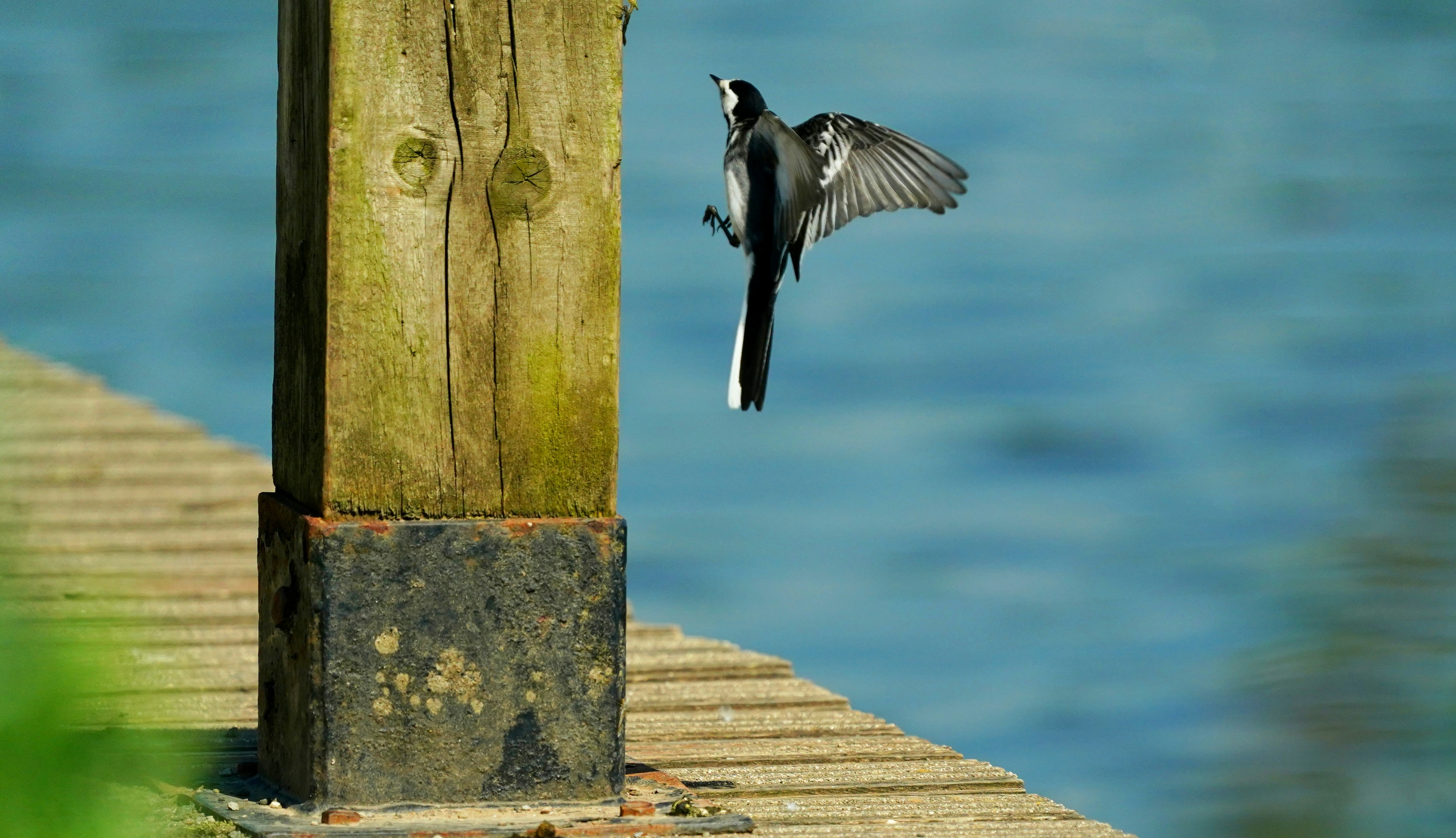 A bird flying over a wooden post photo – Free Animal Image on Unsplash