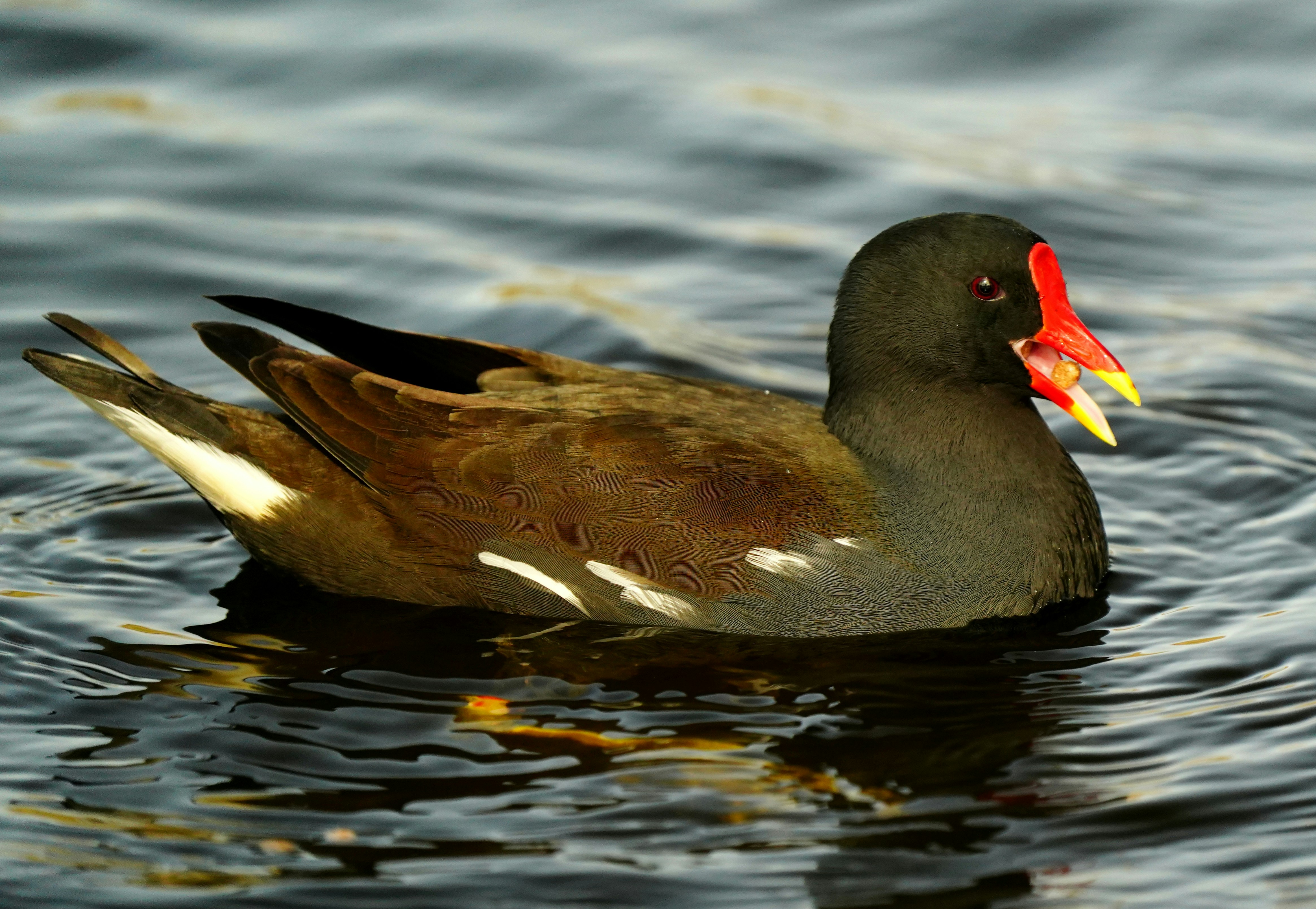 Crimson-Beaked Moorhen Cutting Across Sunlit Ripples