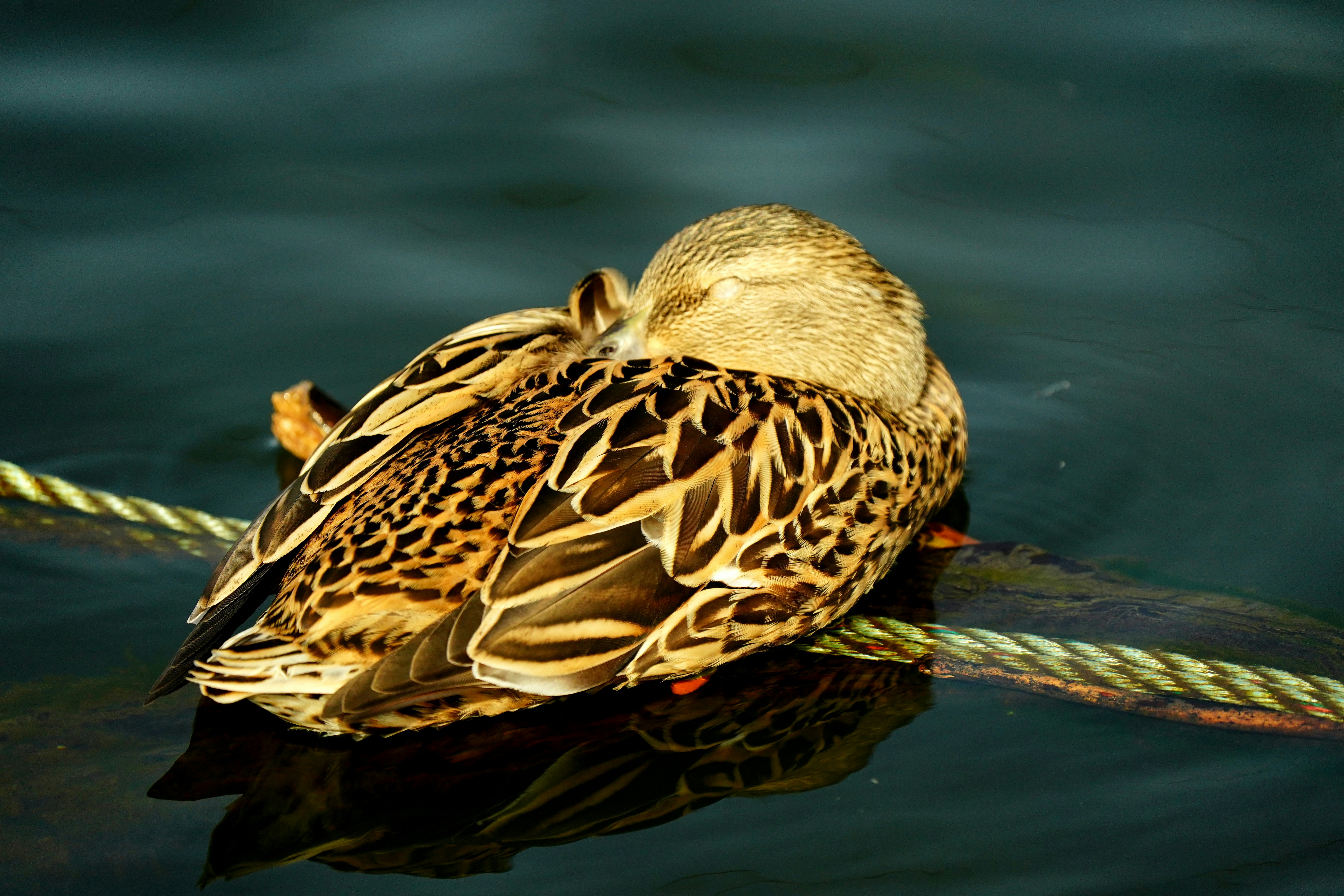 Mallard at Rest: Sunlit Plumage on a Mooring Rope