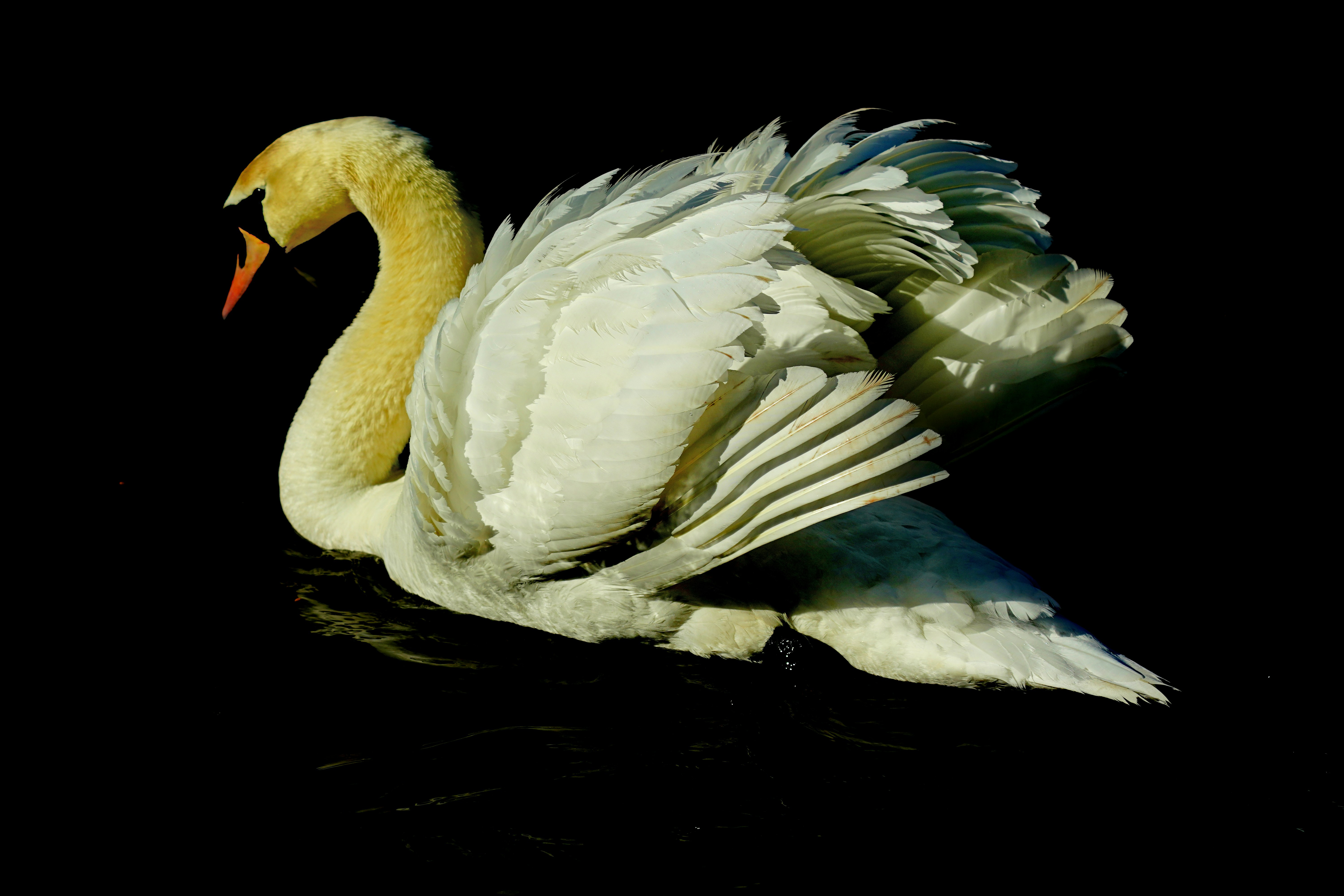 Midnight Elegance: The Swan's Ivory Form on Quiet Water
