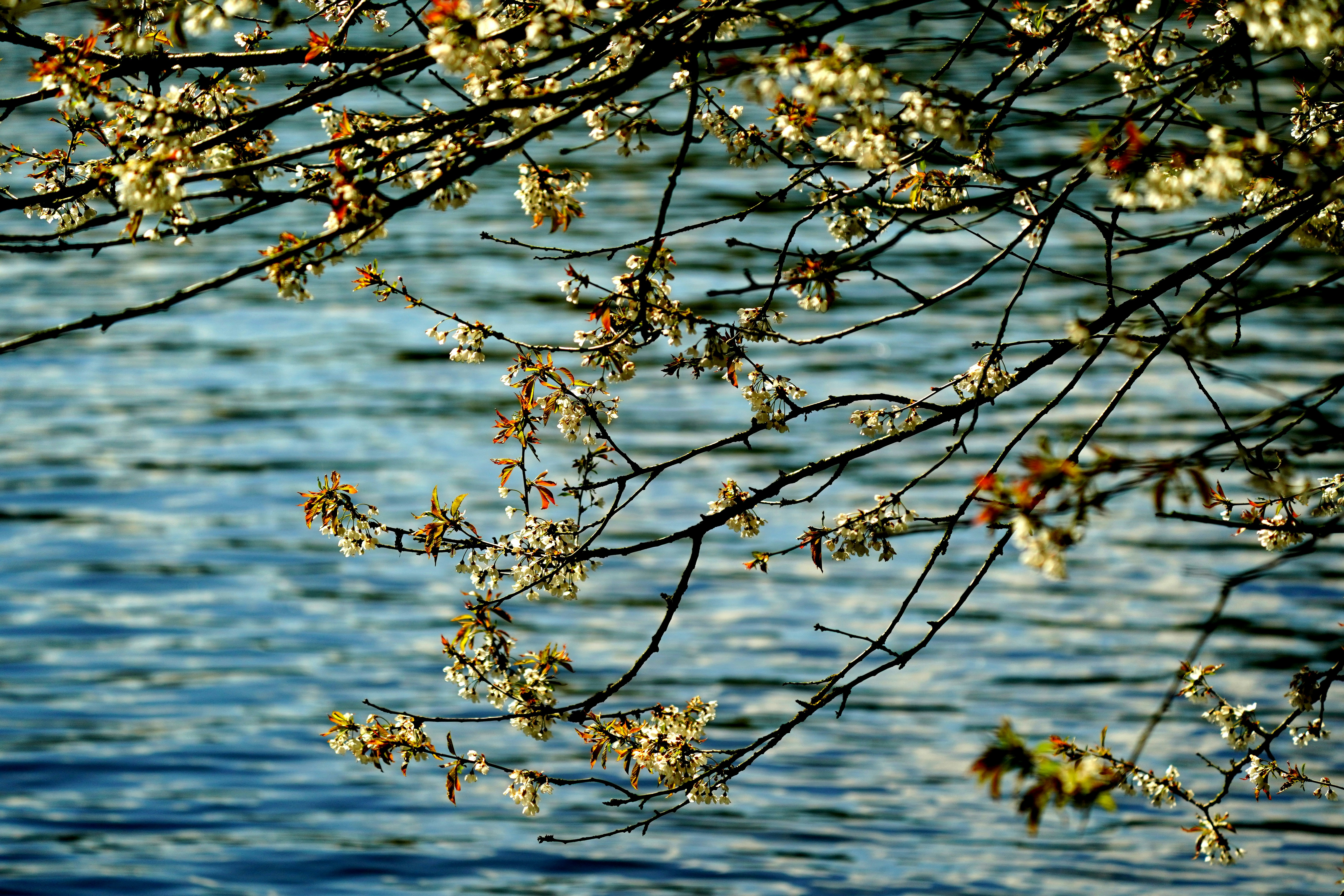 Photo by Martin Wemyss with Sony Alpha 9