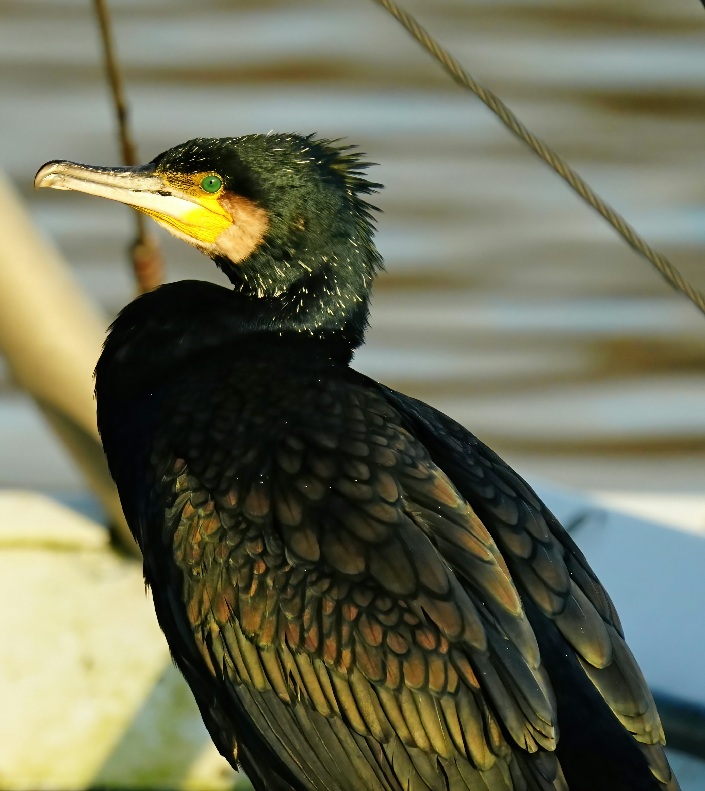 Emerald-Eyed Cormorant at Sunlit Harbor Ropes