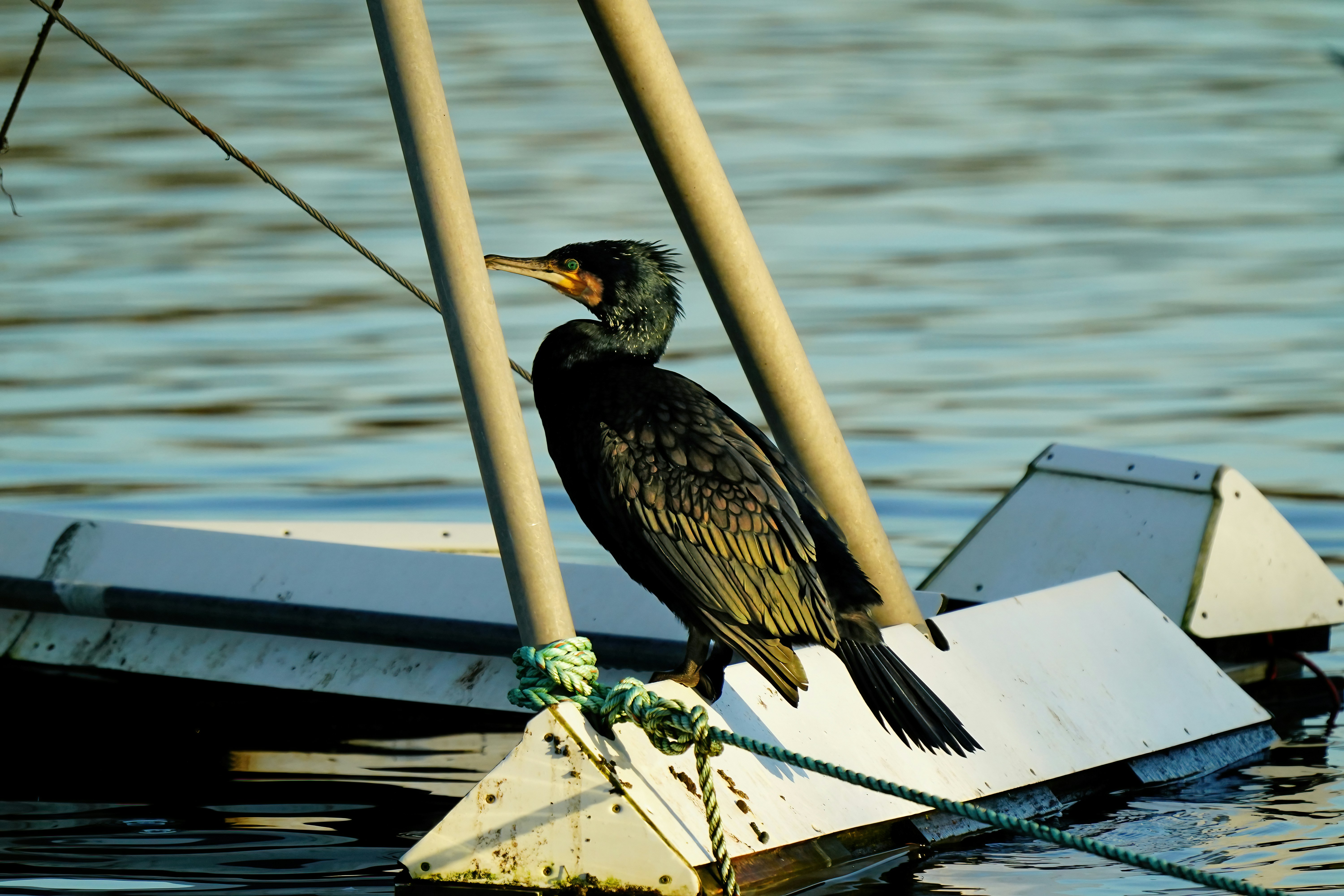 a bird sits on a boat