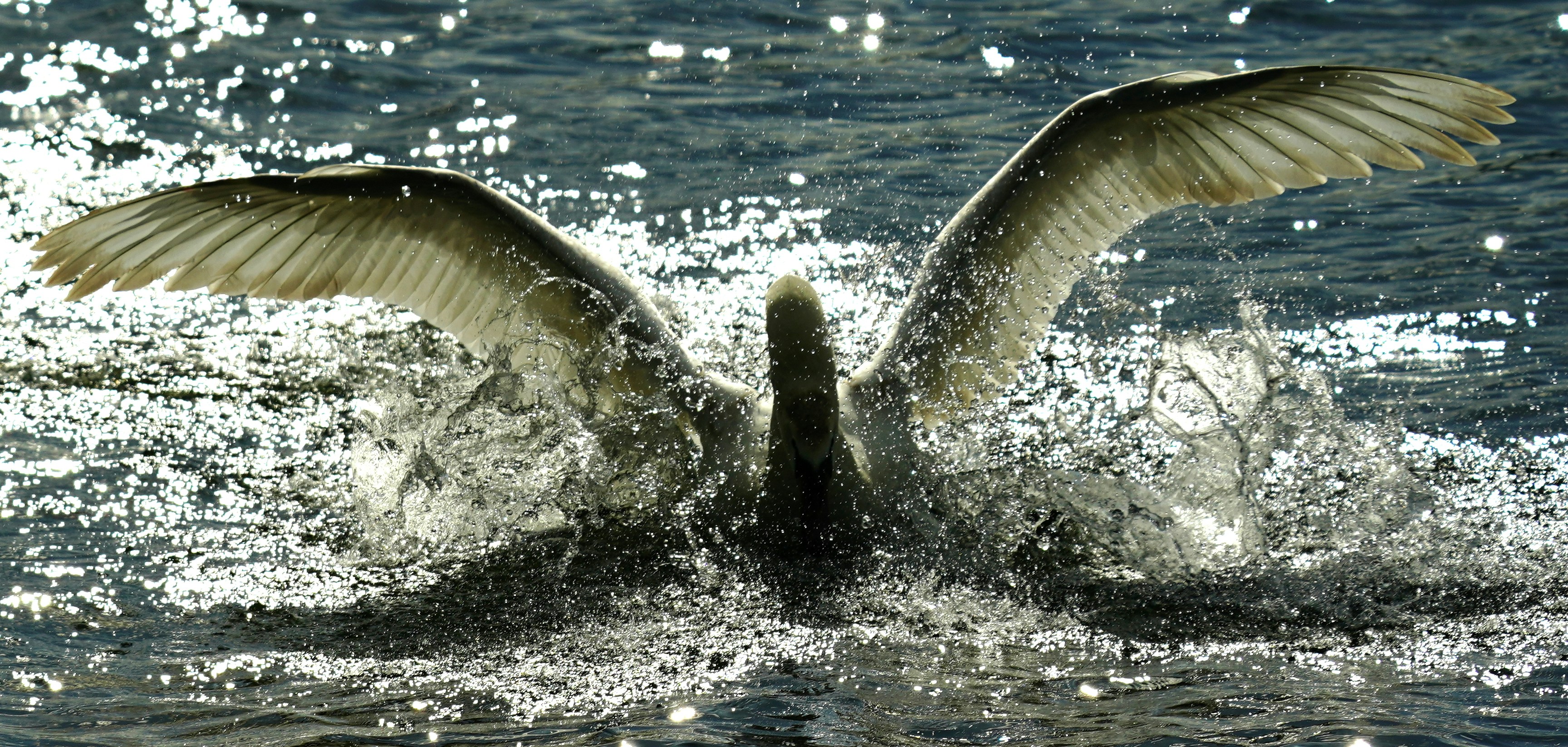 A swan gracefully splashes in the water, its wings extended amidst a backdrop of shimmering reflections. 