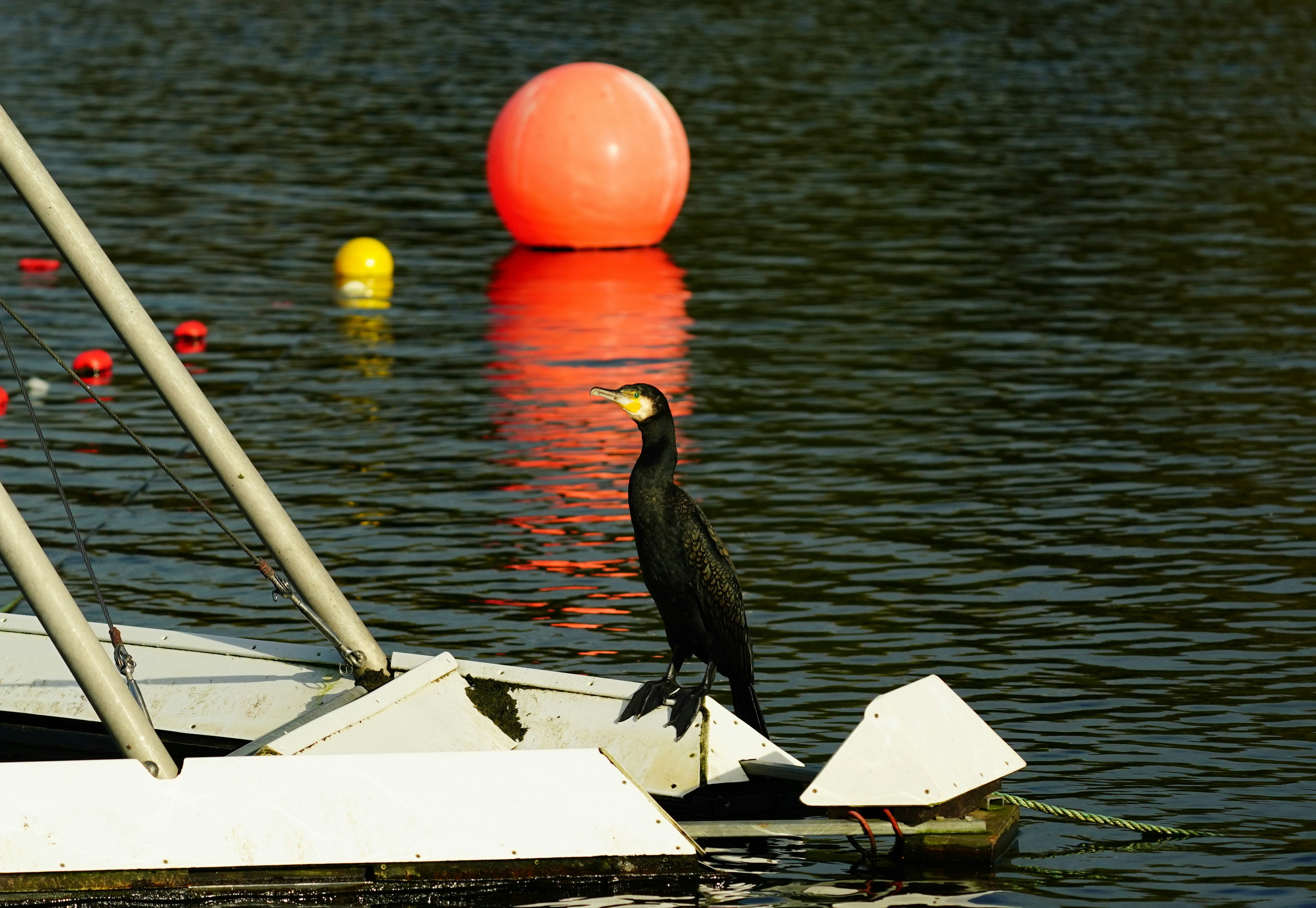 Cormorant Sentinel on a Quiet Marina: Light, Buoys, and Quiet Tension