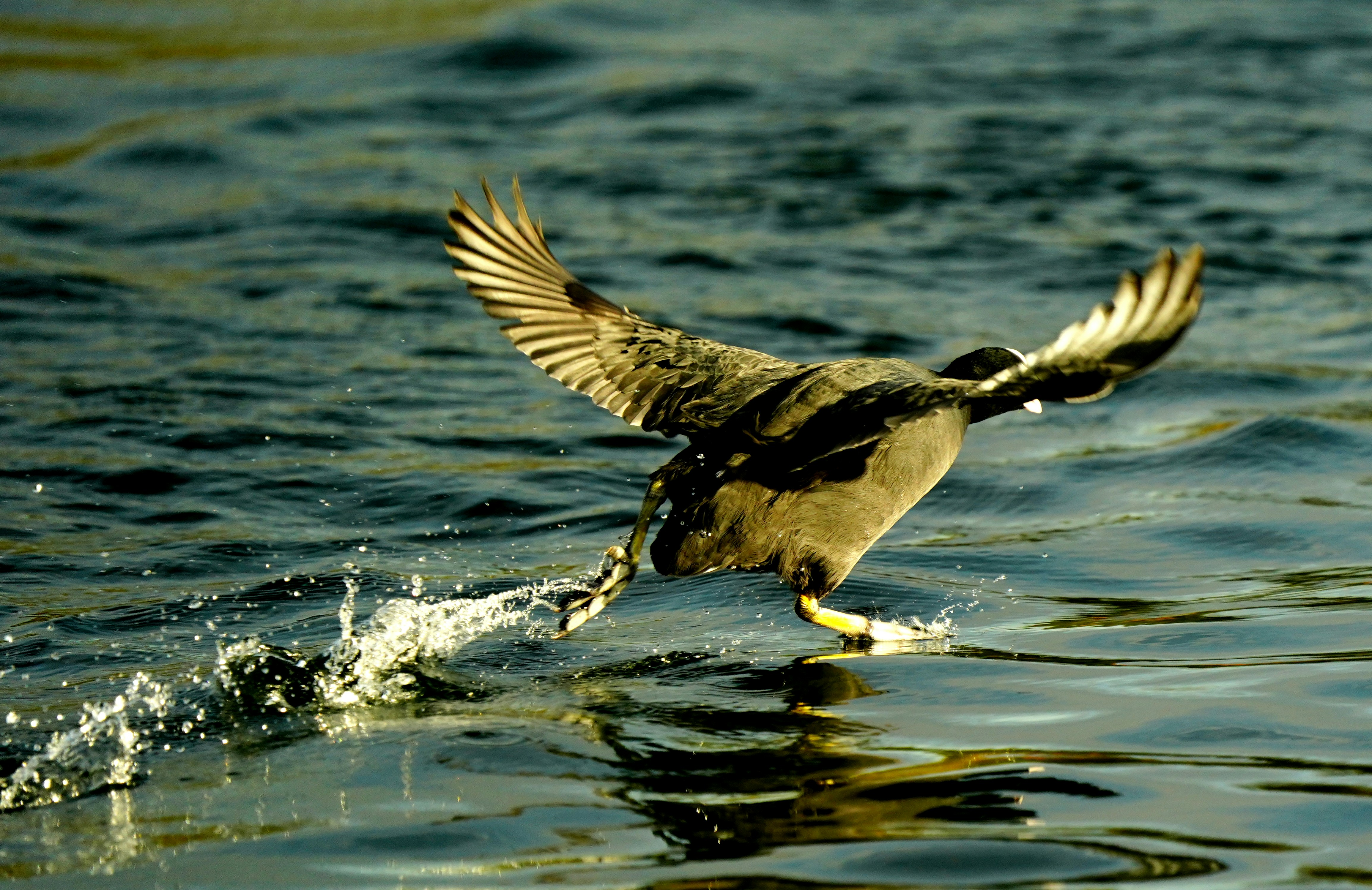 Moorhen skimming across the water's surface, wings spread wide as it prepares for flight. The rippling water reflects the dynamic motion.