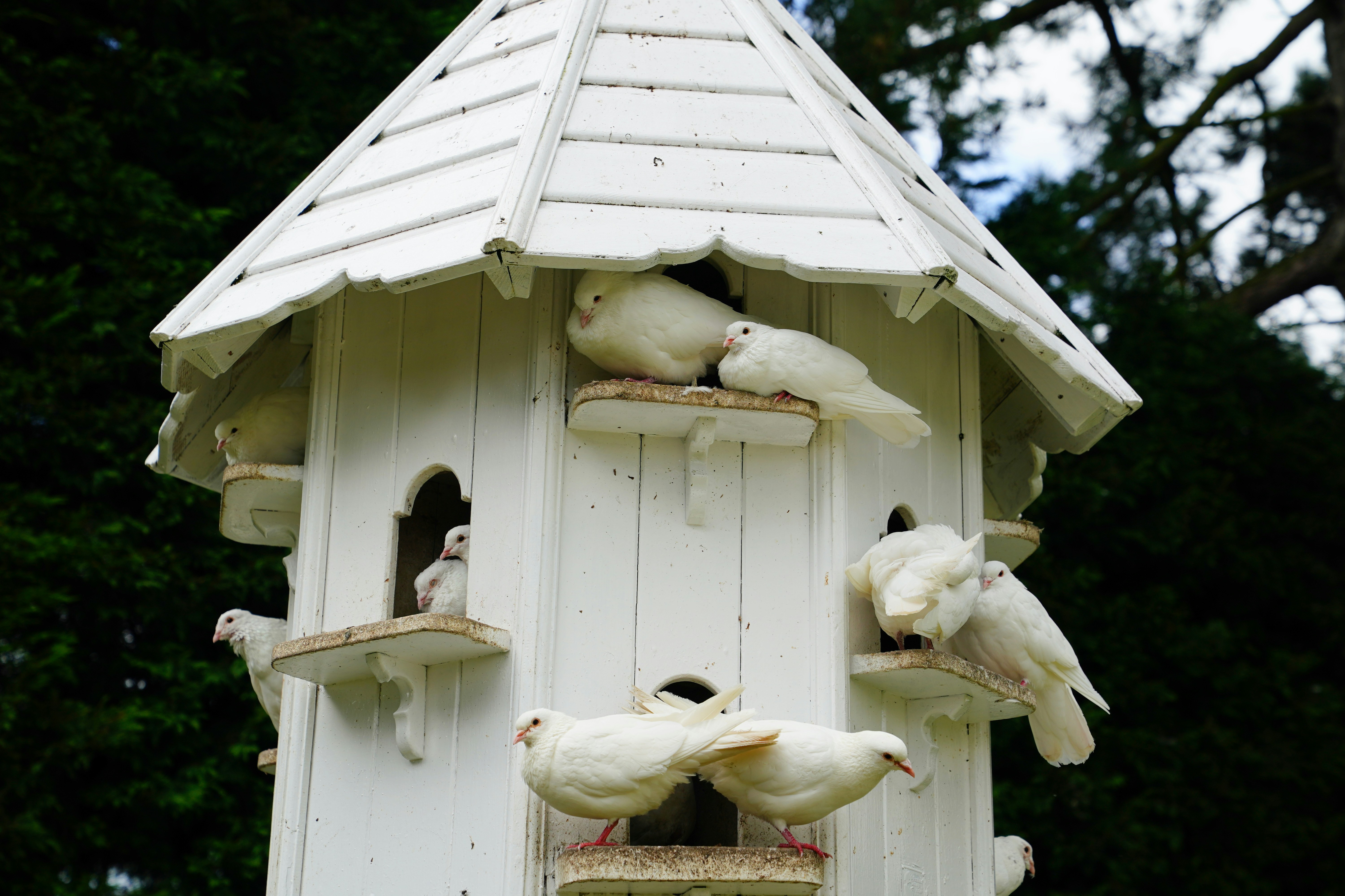 A white birdhouse teeming with doves perched on its ledges, surrounded by lush greenery. The scene captures a tranquil moment in nature.
