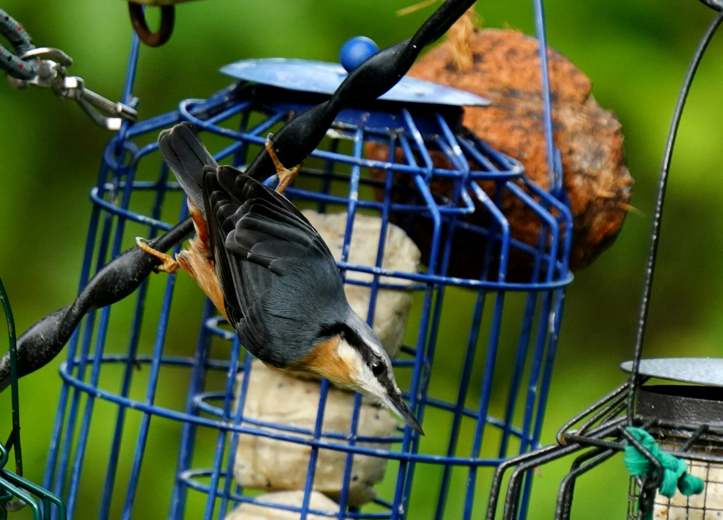 A bird eating a bird photo – Free Animal Image on Unsplash