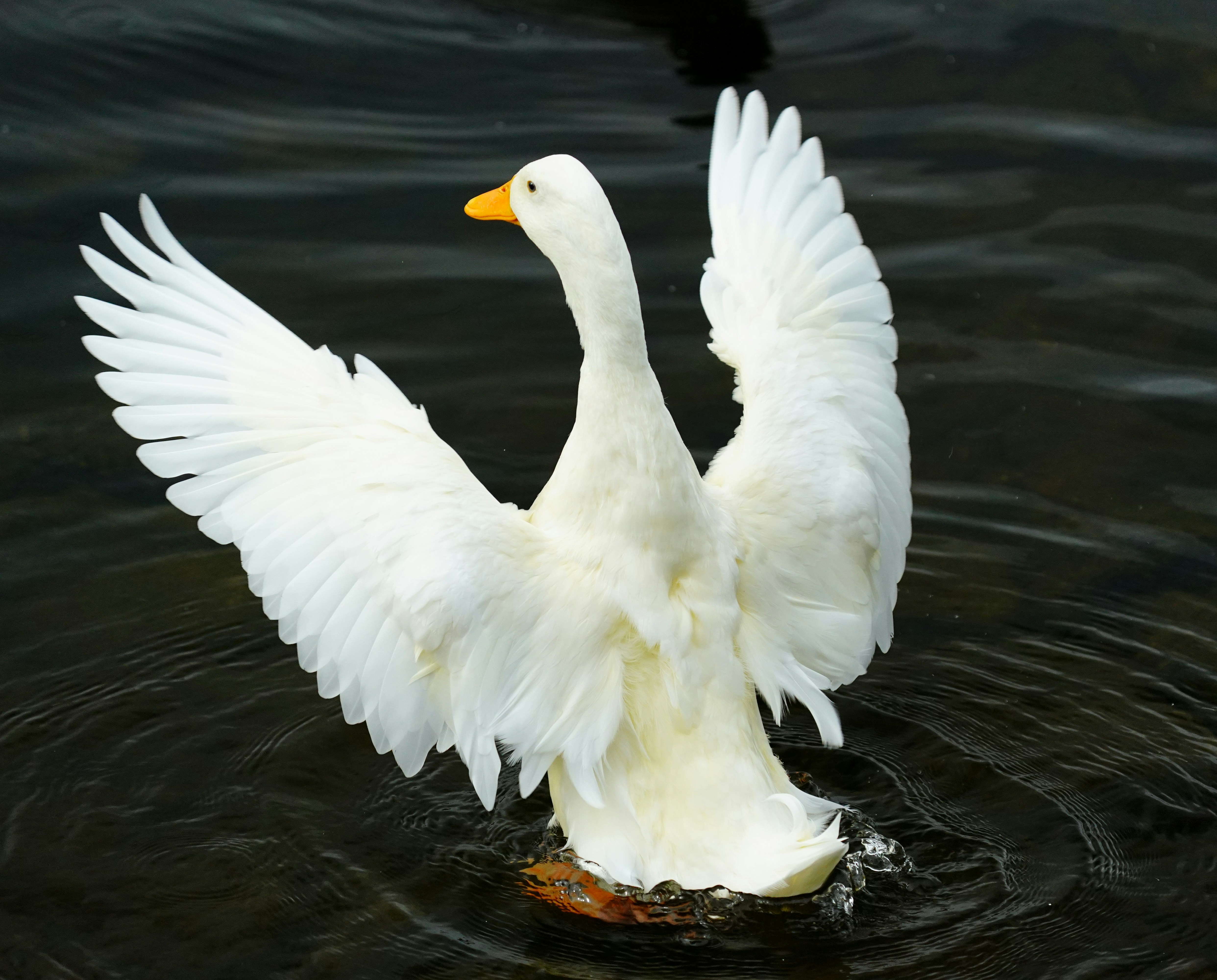 Winged Spotlight: White Duck Unfurls Its Wings Over Dark Ripples