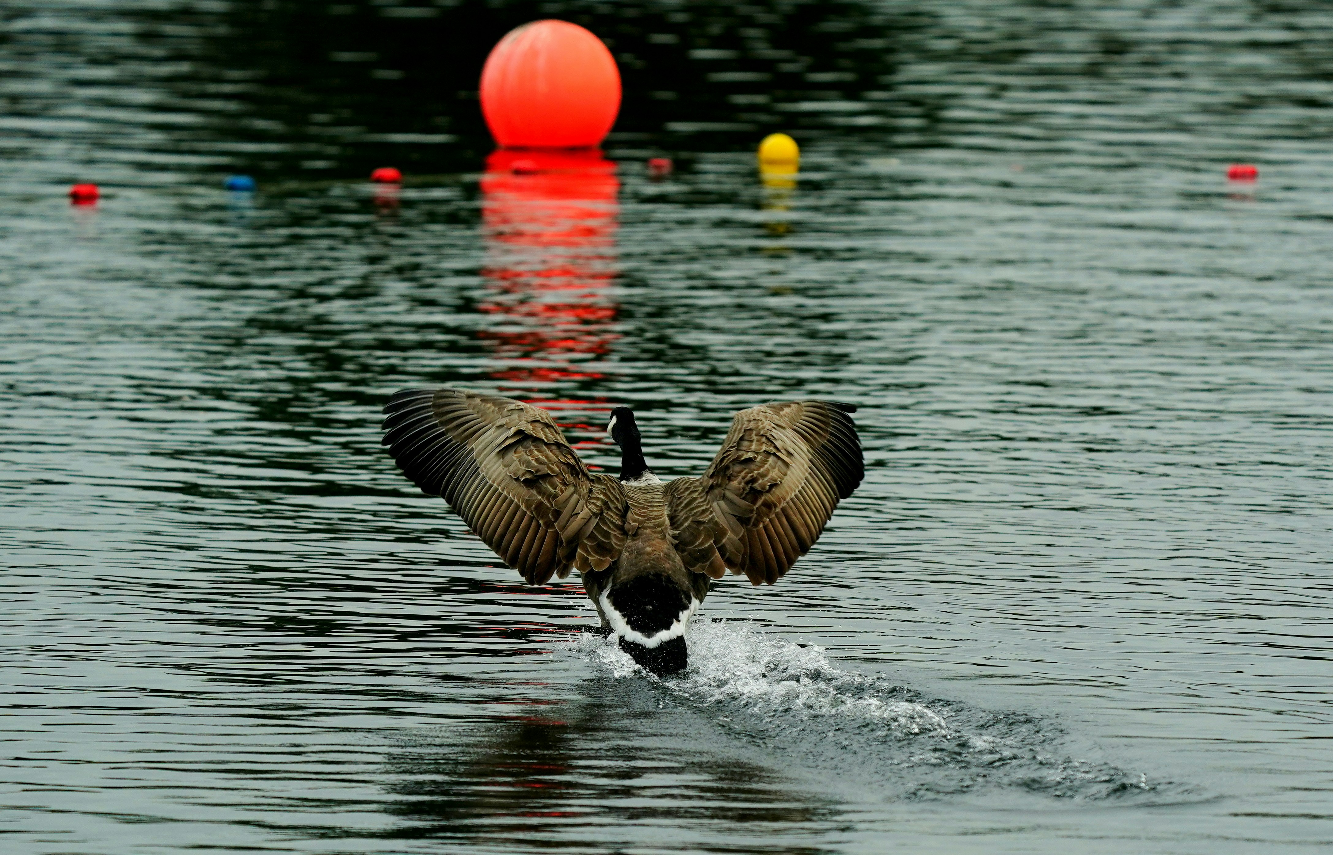 A bird diving into water photo – Free Animal Image on Unsplash