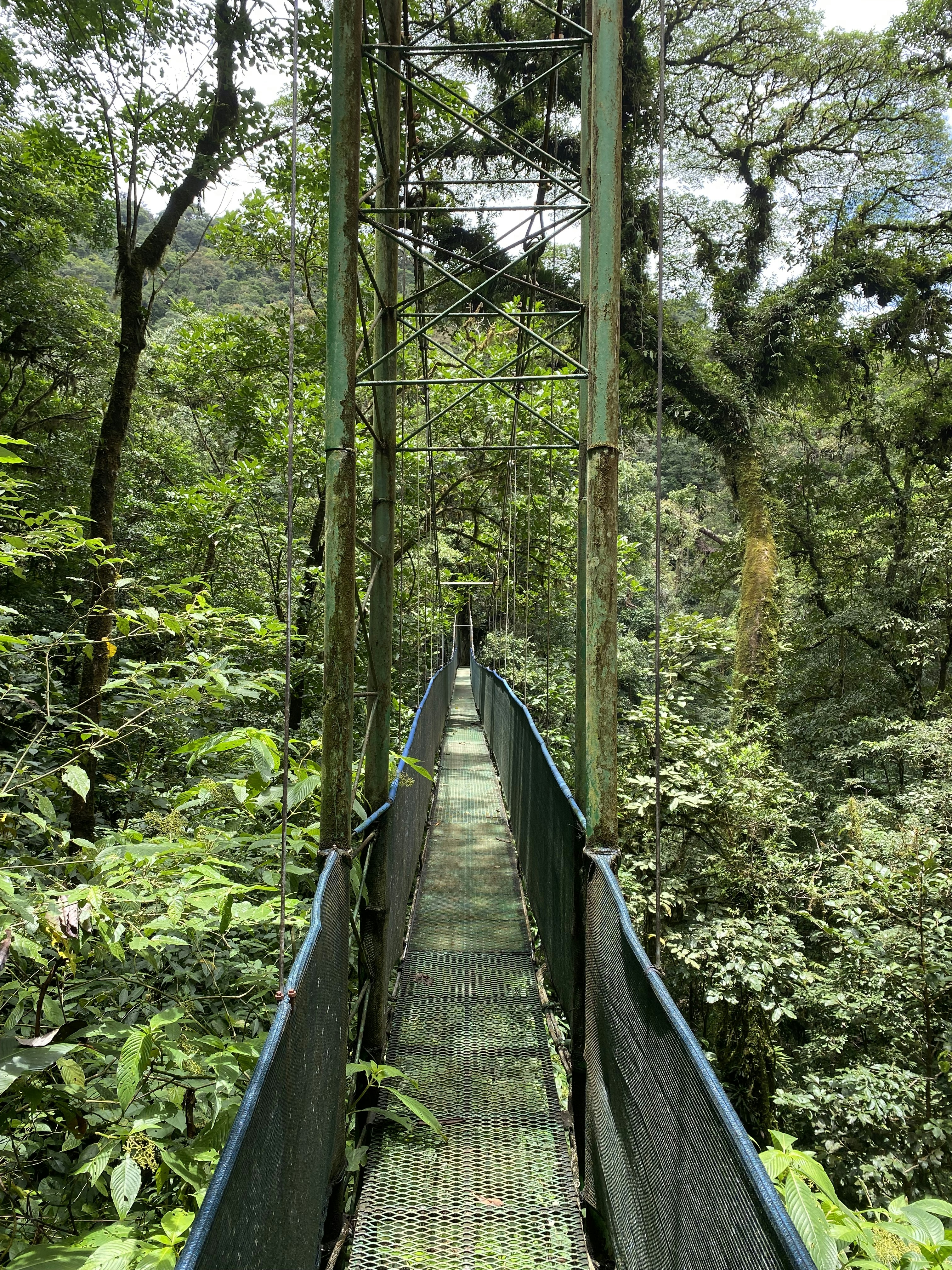 Narrow hanging bridge surrounded by dense, vibrant rainforest foliage.