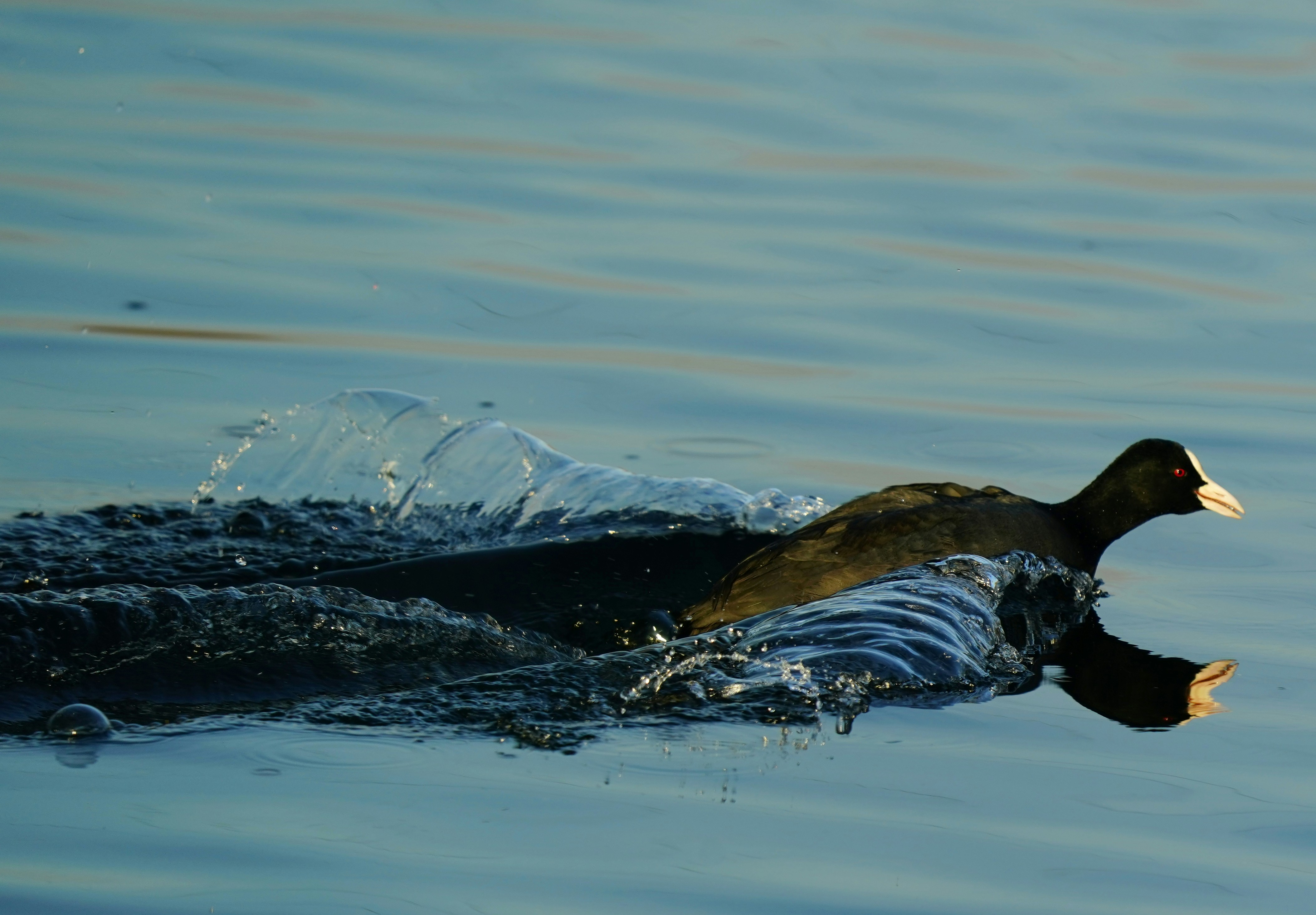 A coot glides through calm waters, creating gentle ripples as it moves. The reflection of the bird adds depth to the tranquil scene.