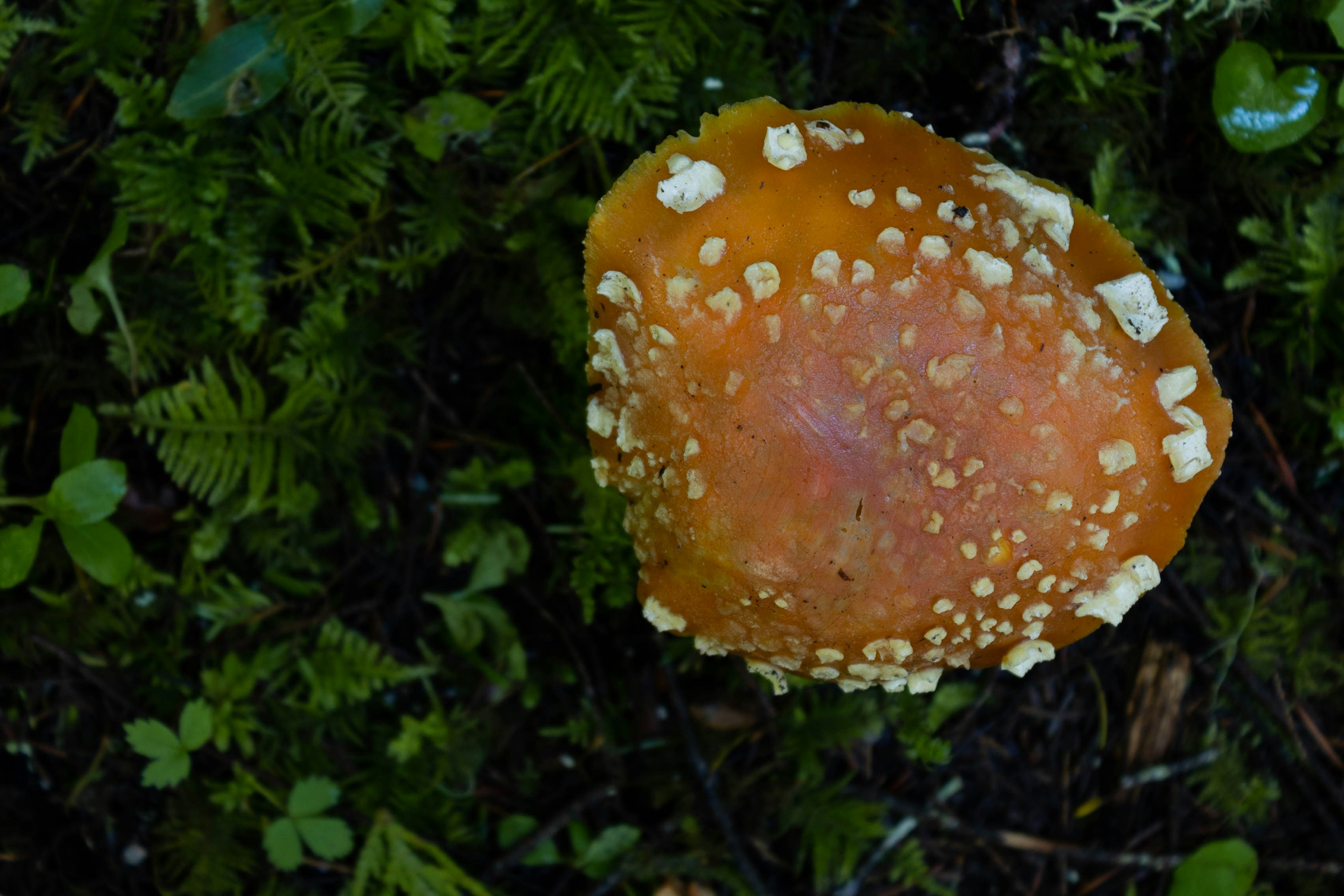 Orange-capped Fungus Among Green Foliage