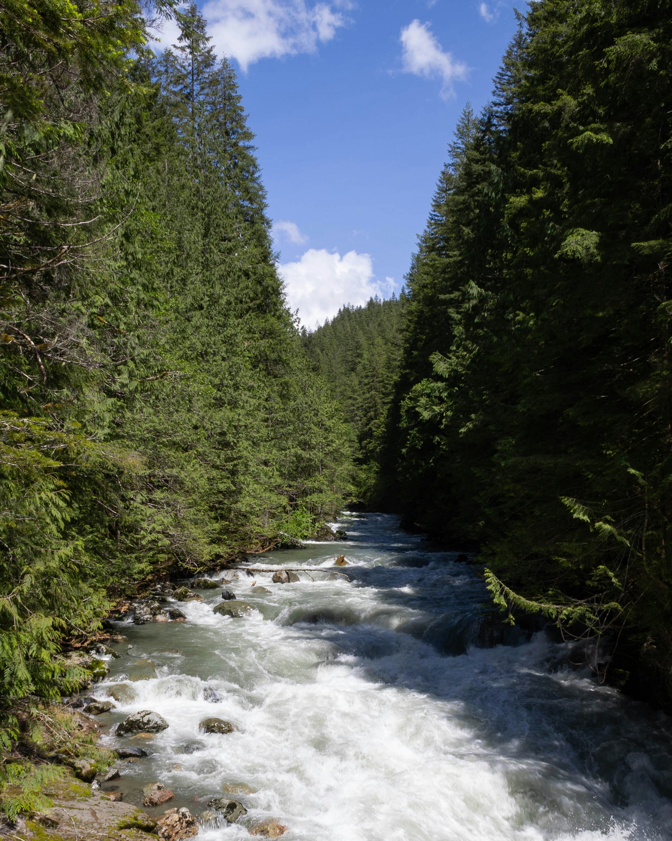 Une rivière qui traverse une forêt photo – Photo Forêt nationale du ...