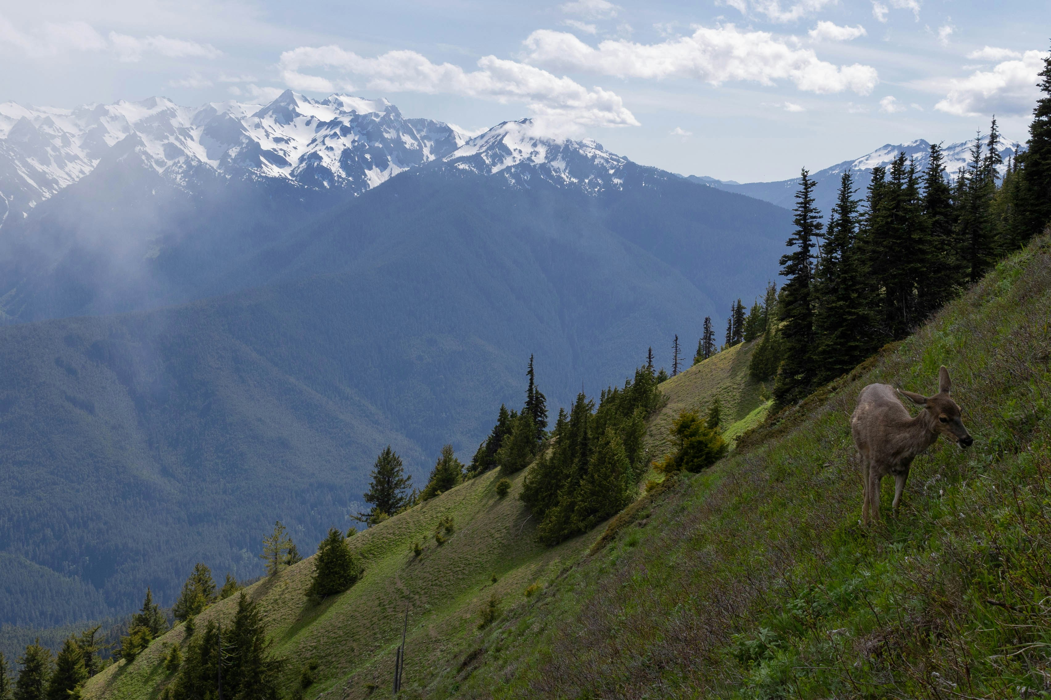 Un orignal sur une montagne photo – Photo Washington Gratuite sur Unsplash