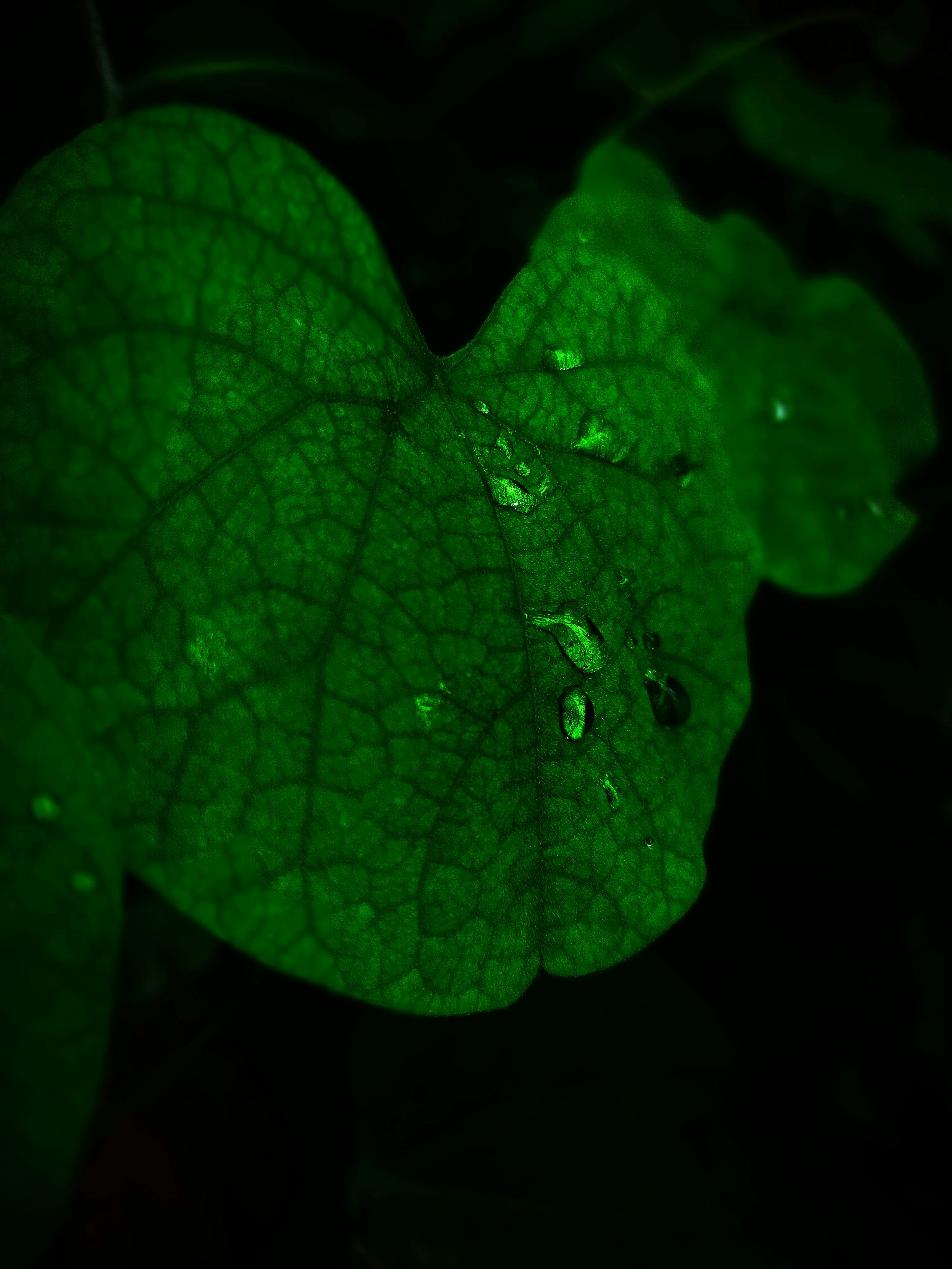 Close-up of a green leaf showcasing intricate vein patterns and droplets of water glistening on its surface.