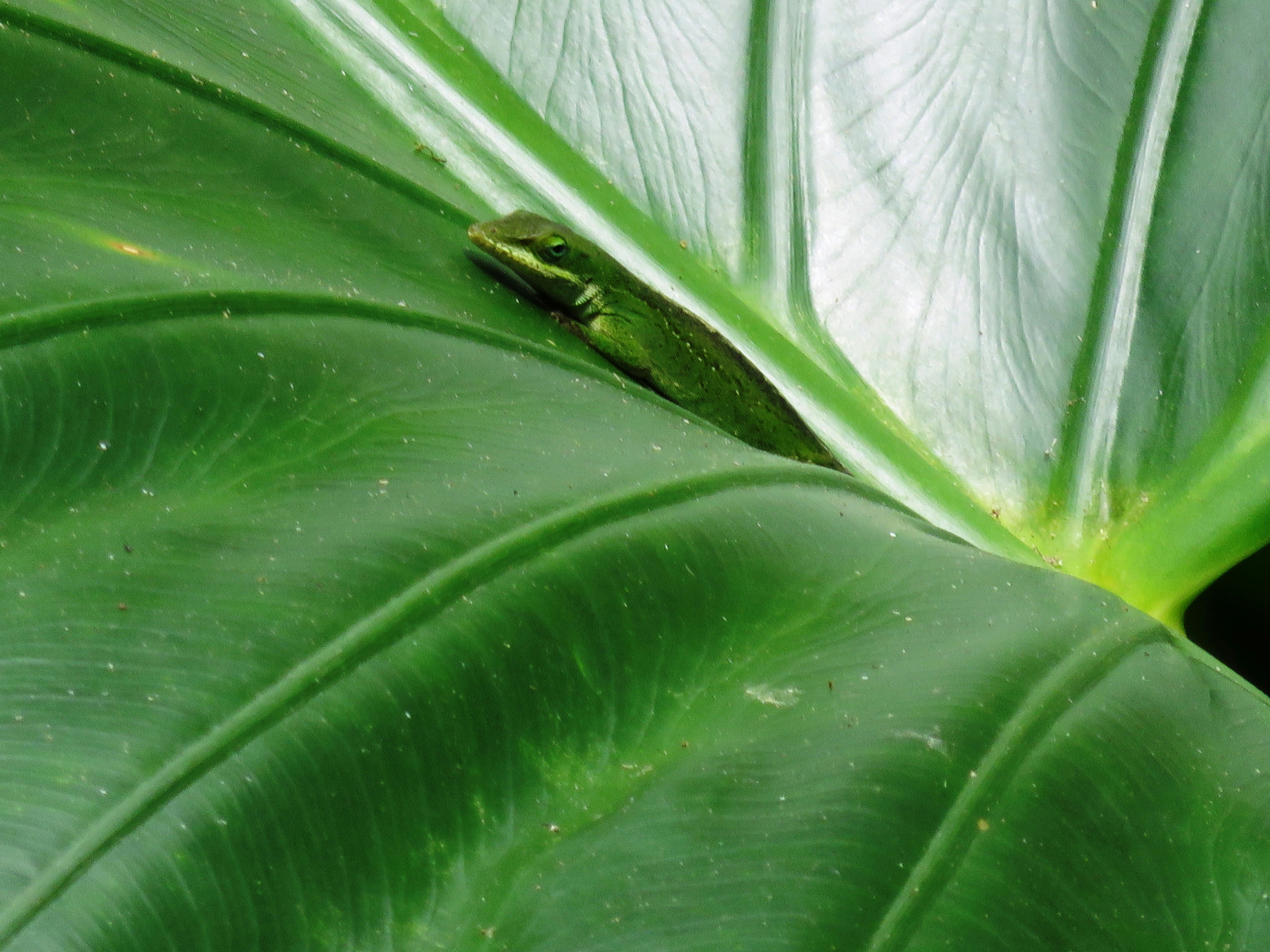 Green lizard nestled between the folds of a large, textured leaf.