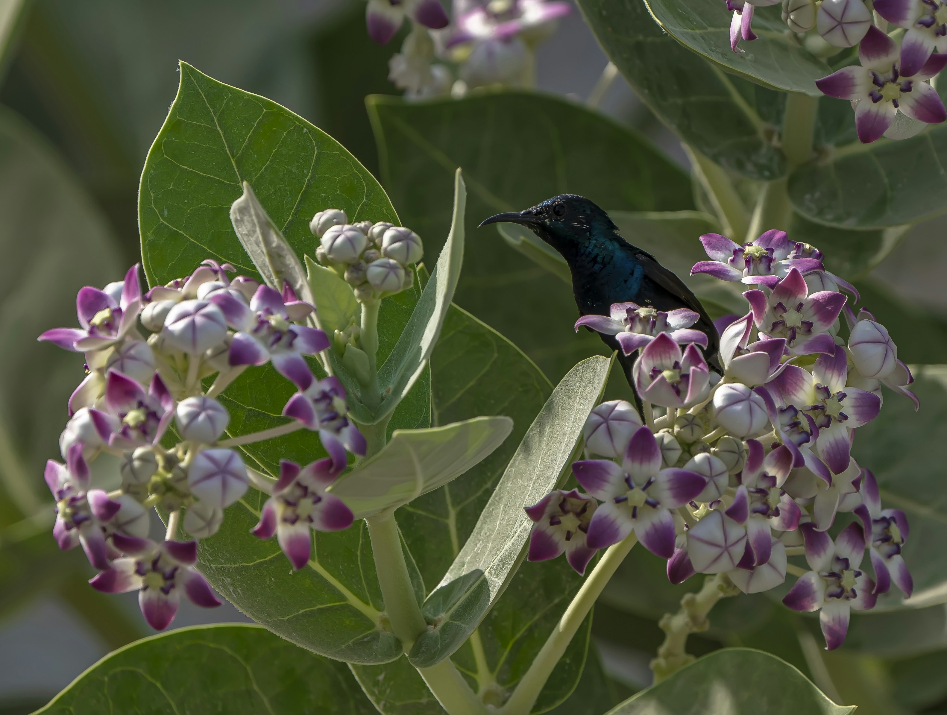 a black bird on a purple flower