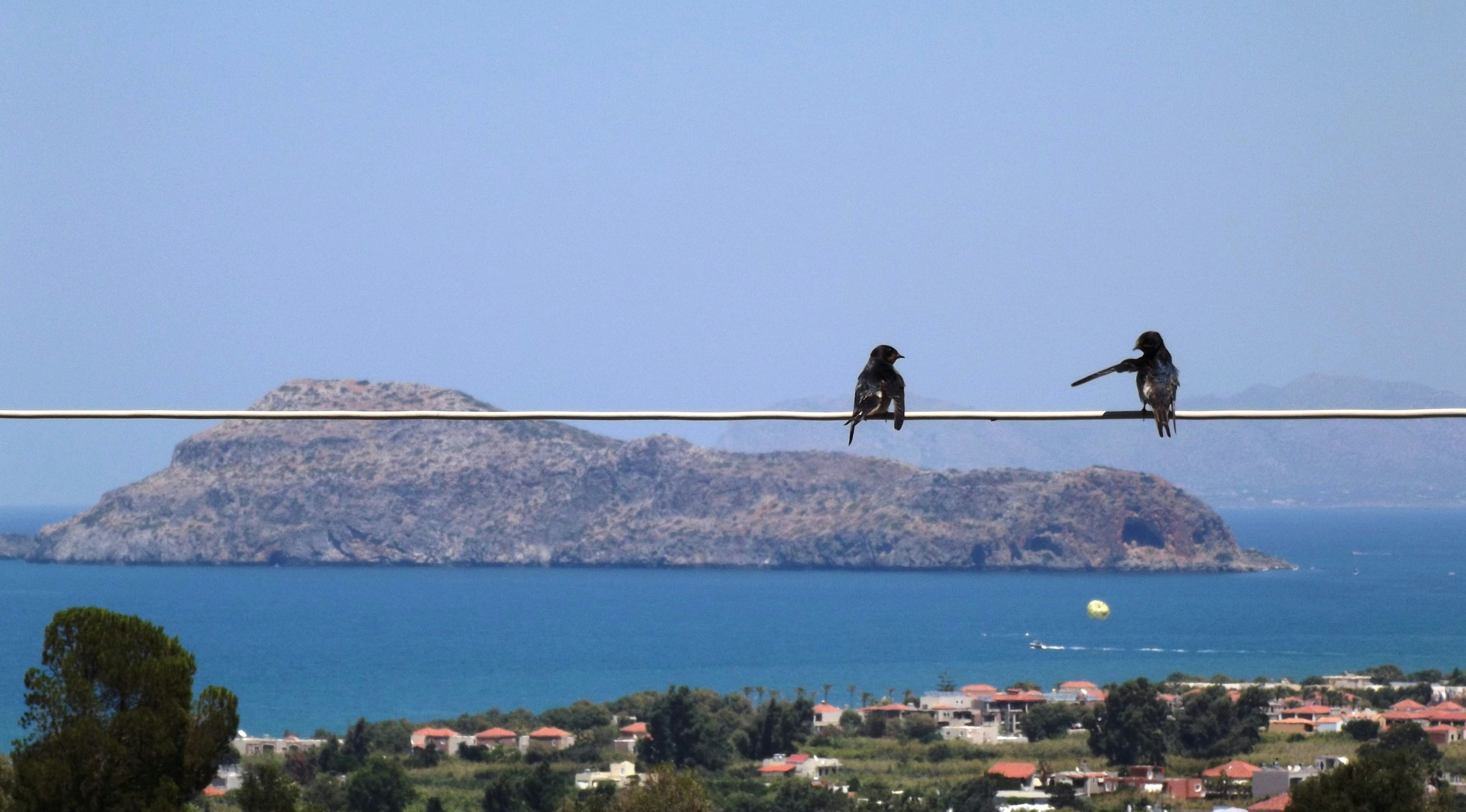 Two dark birds perch on a wire above a coastal town with a distant island and blue sea in the background.