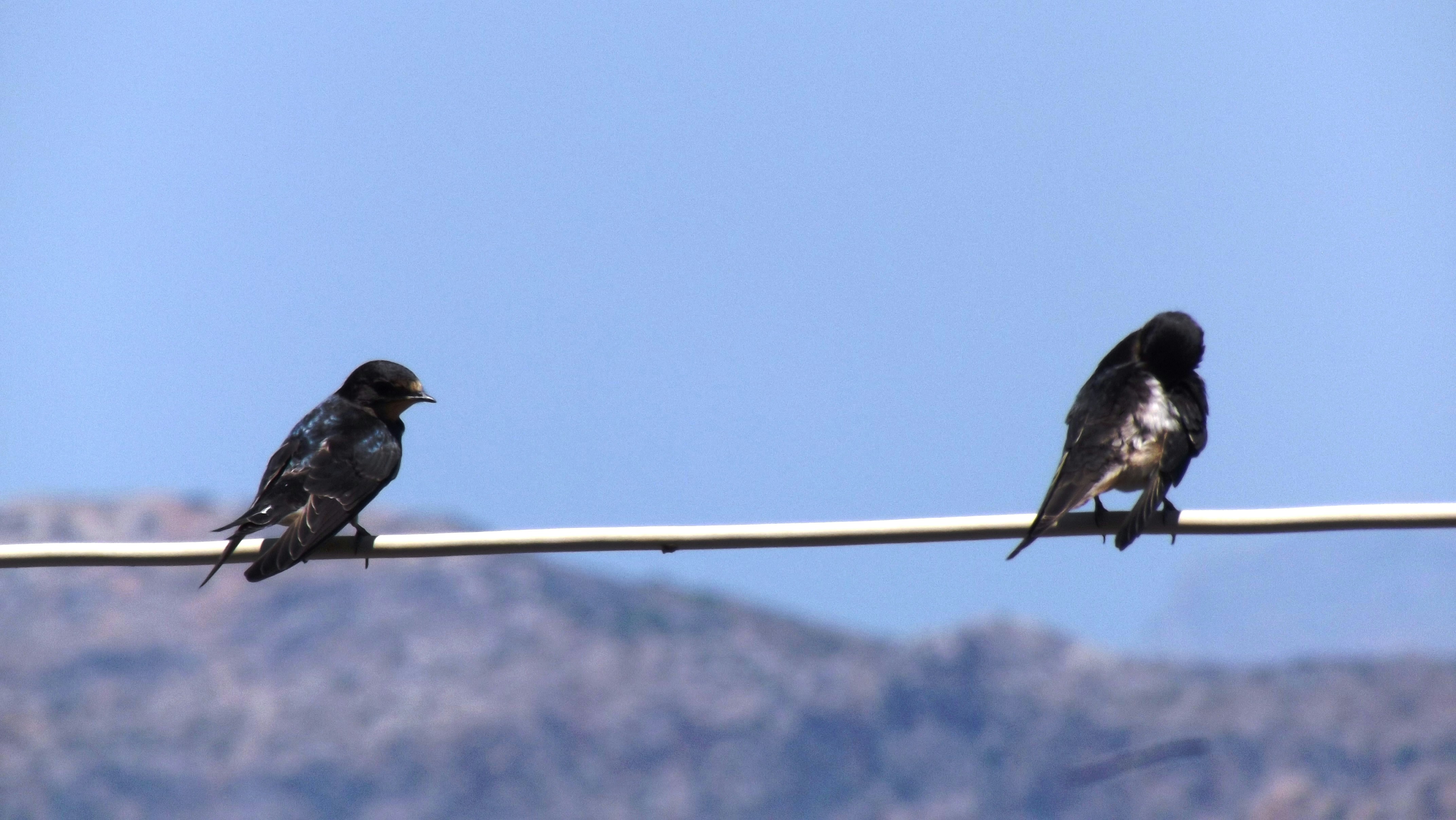 Two swallows perched on a wire against a blurred mountain backdrop, showcasing their subtle differences in posture and plumage.
