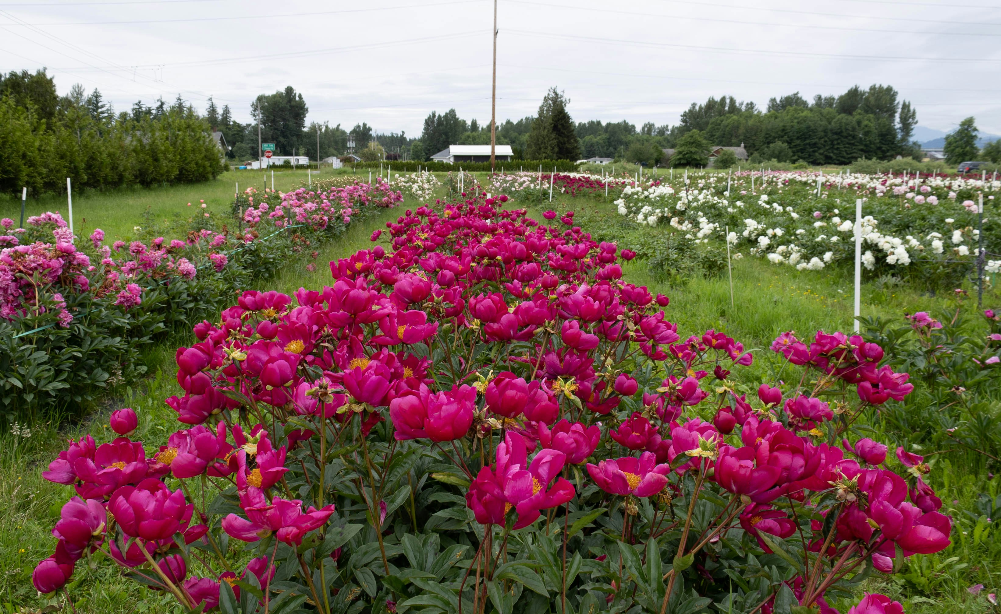a field of flowers