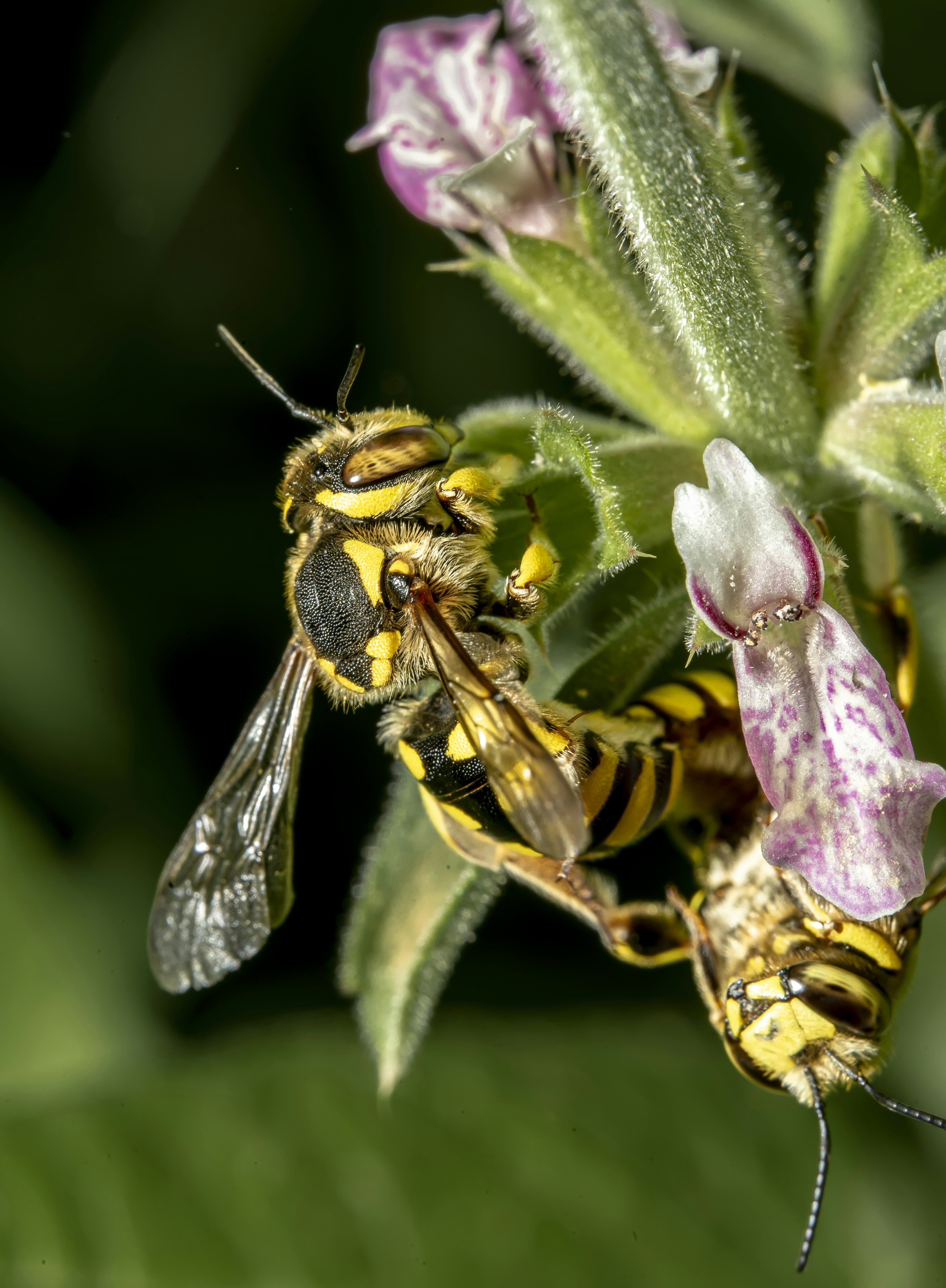 Nectar Hustle: A Honeybee Wrestling for a Pink Bloom