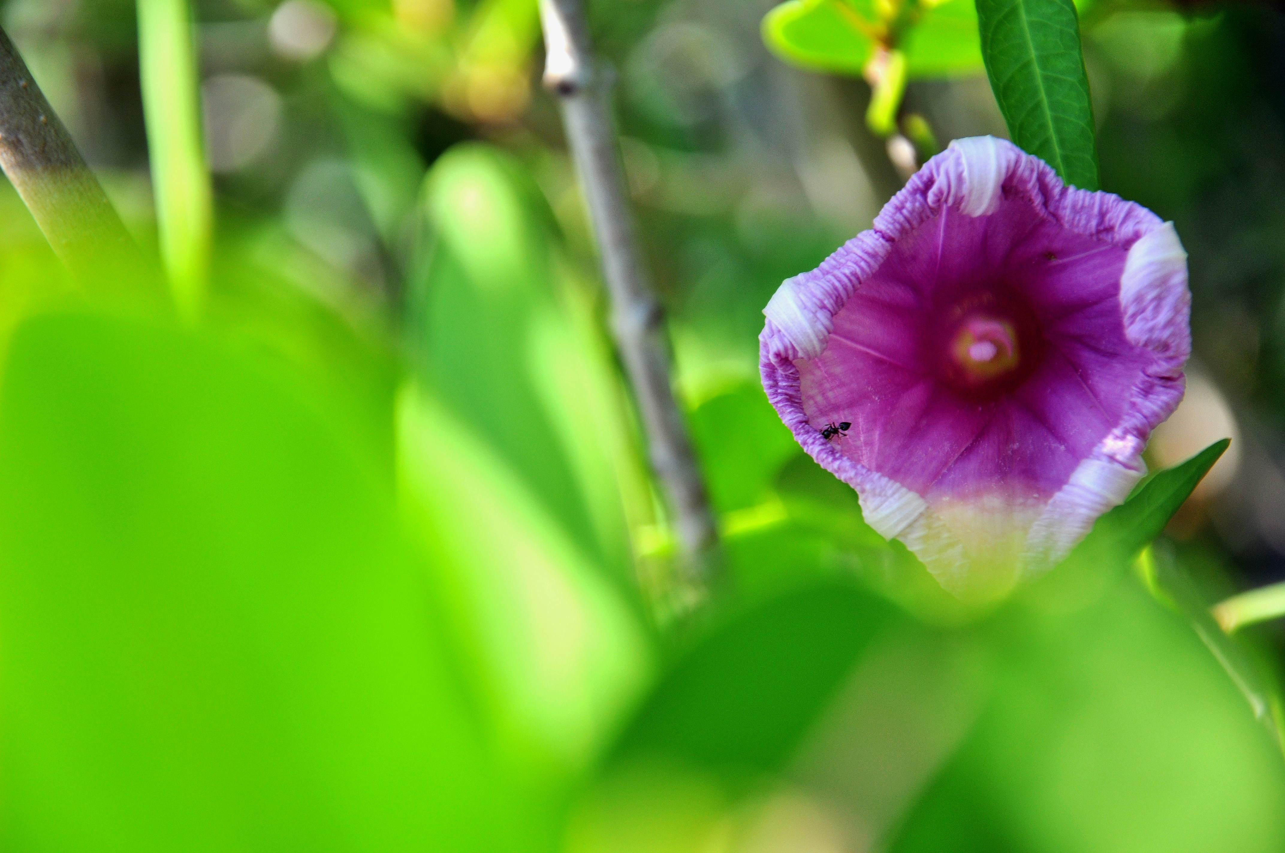 Petaled Purple Bloom in Soft-focus Garden Frame