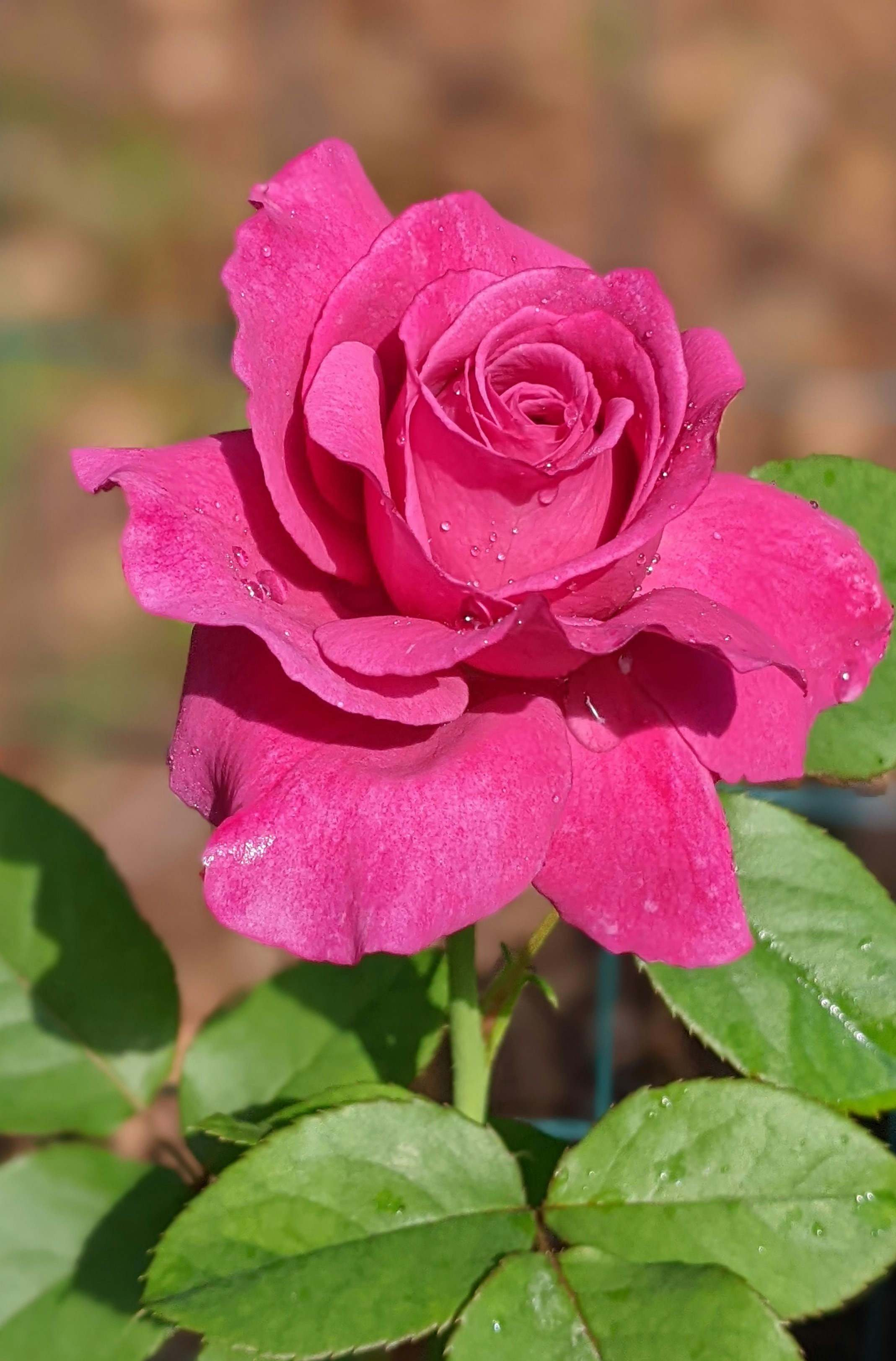 a close up of a pink rose