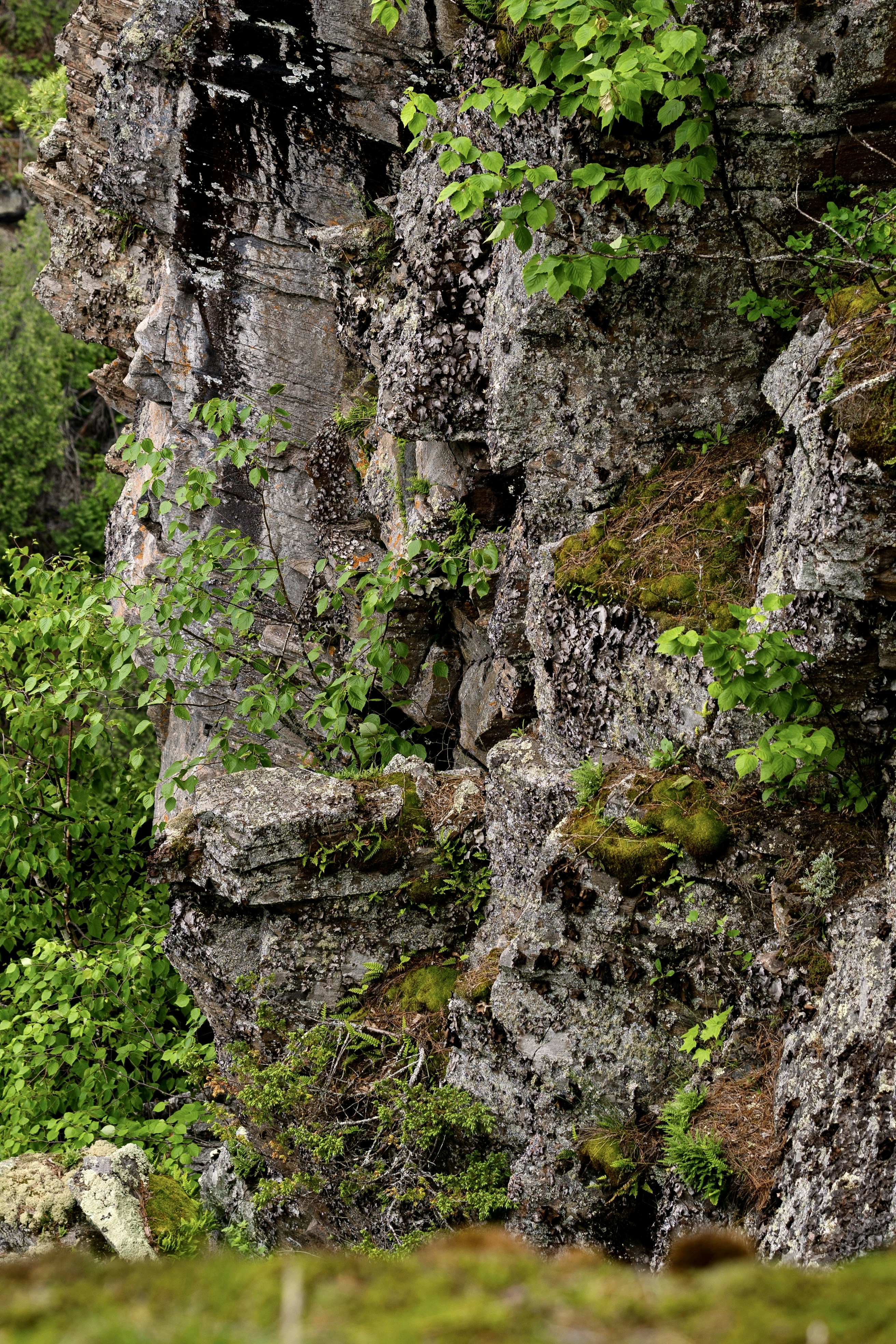 Rugged rock formations adorned with vibrant green foliage and moss, showcasing the intricate relationship between stone and nature.