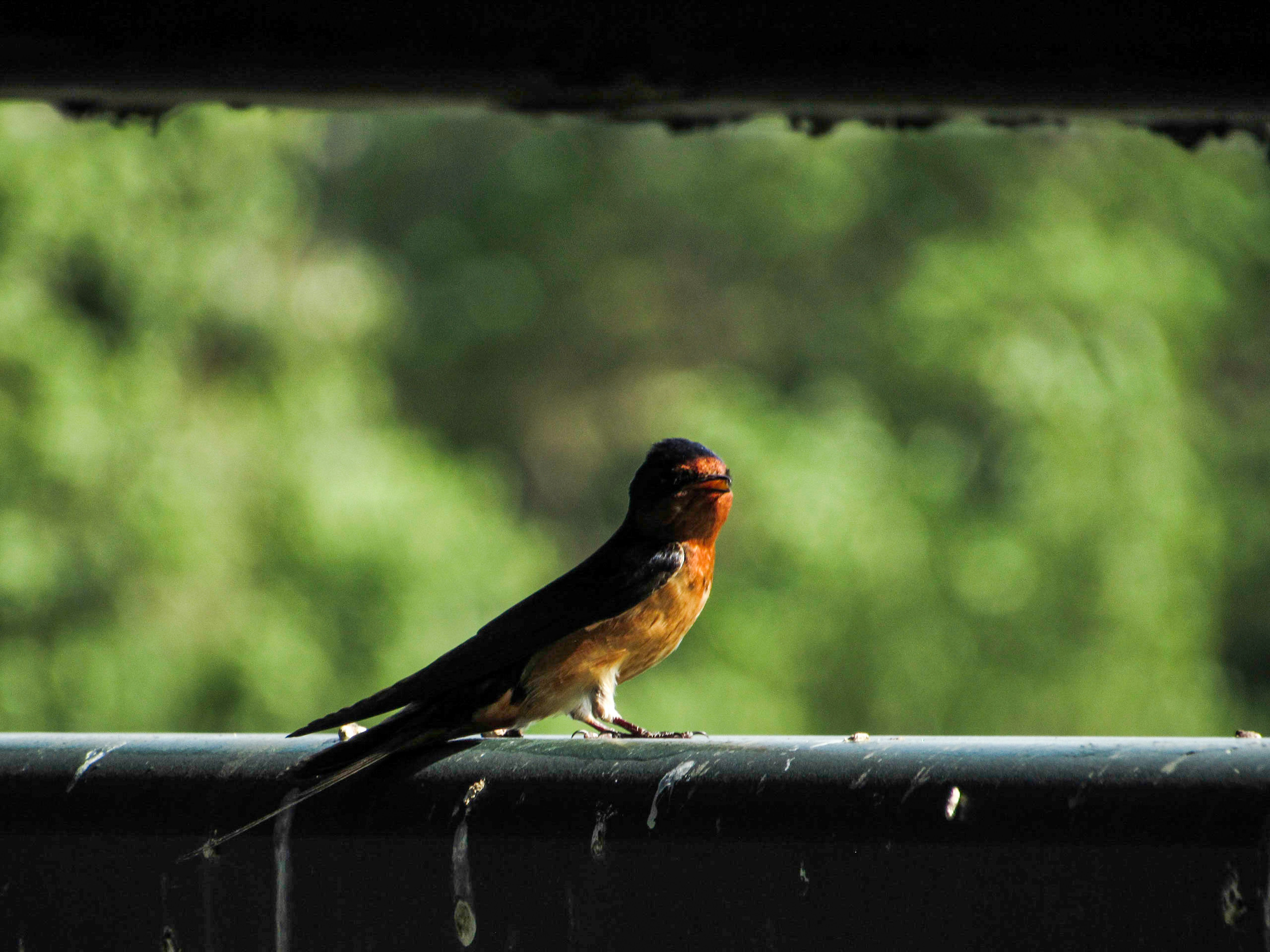 Orange-throated Swallow Perched on a Narrow Rail Amid a Lush Blur