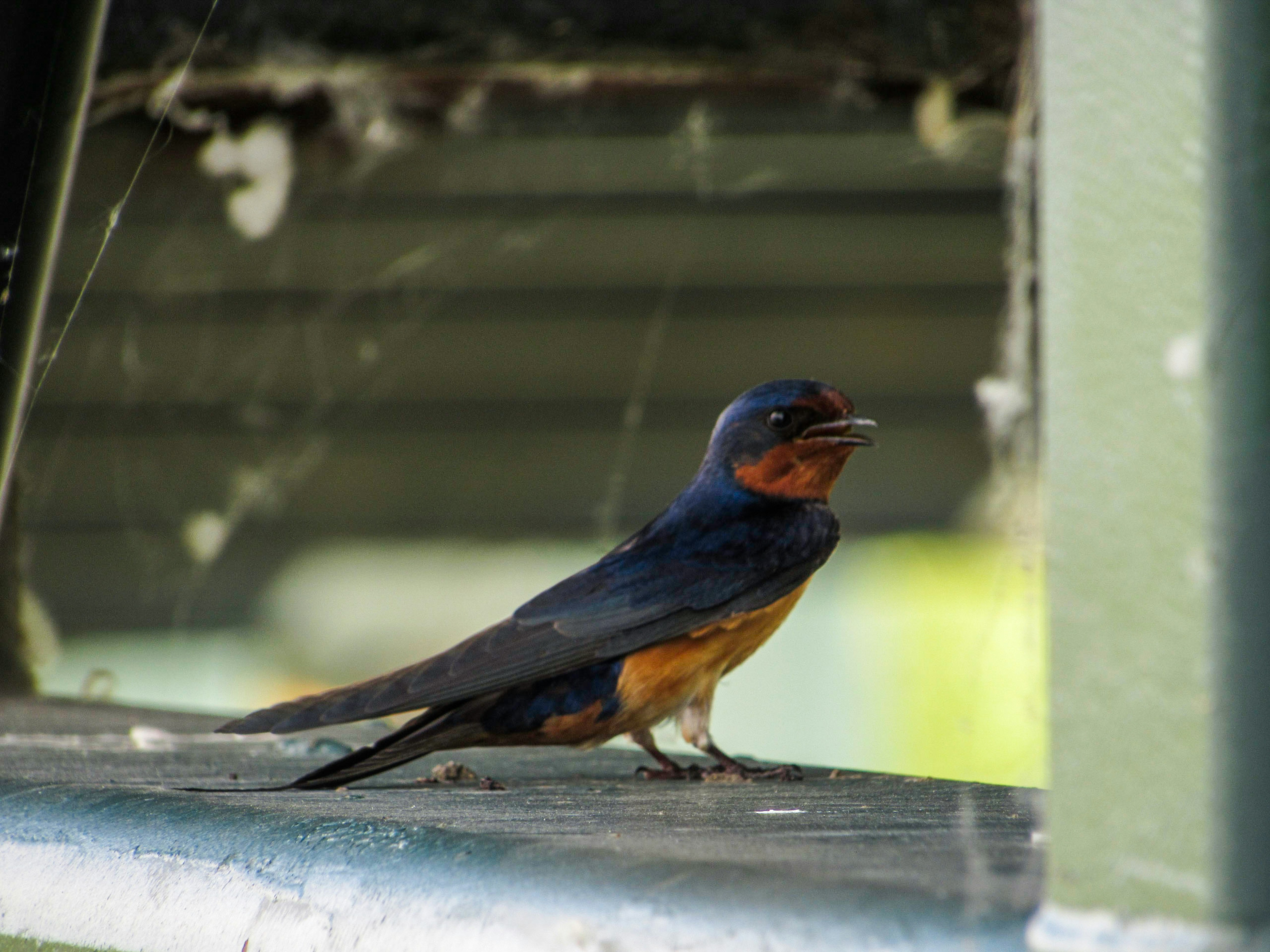 Barn Swallow Perched on a Weathered Balcony Edge Framed by a Green Post